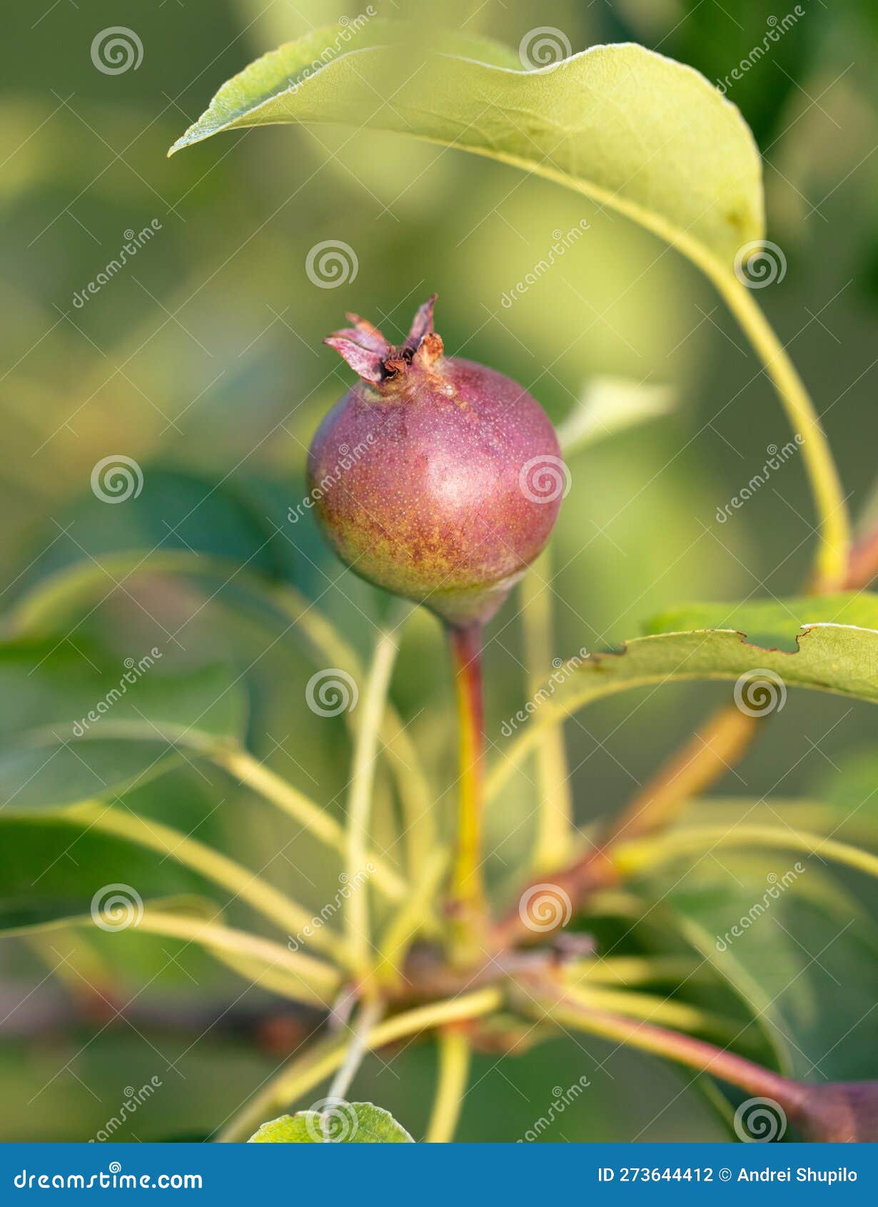 Small Pear on a Tree Branch in Nature. Stock Photo - Image of garden ...