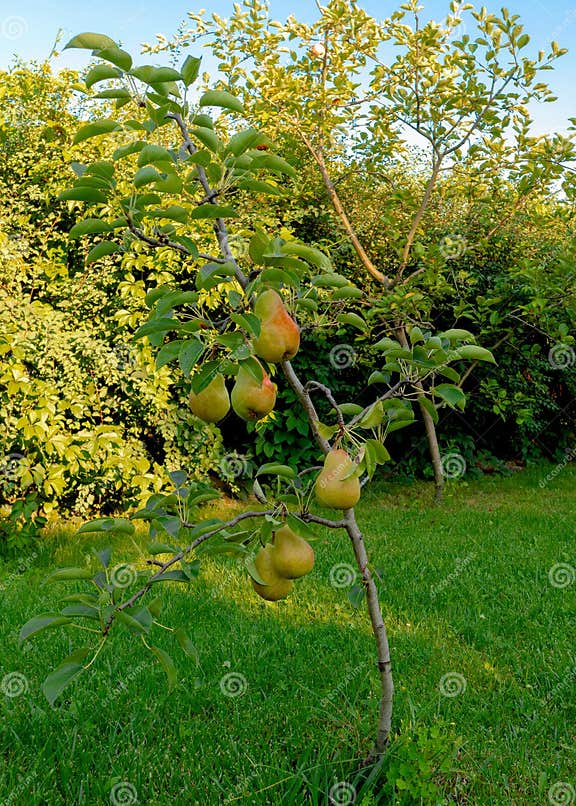 Small pear tree stock photo. Image of pearshaped, healthy - 289178092