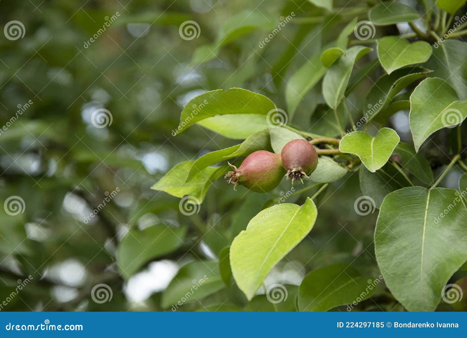 Small Pears Growing on a Tree Branch in the Garden. Stock Image - Image ...