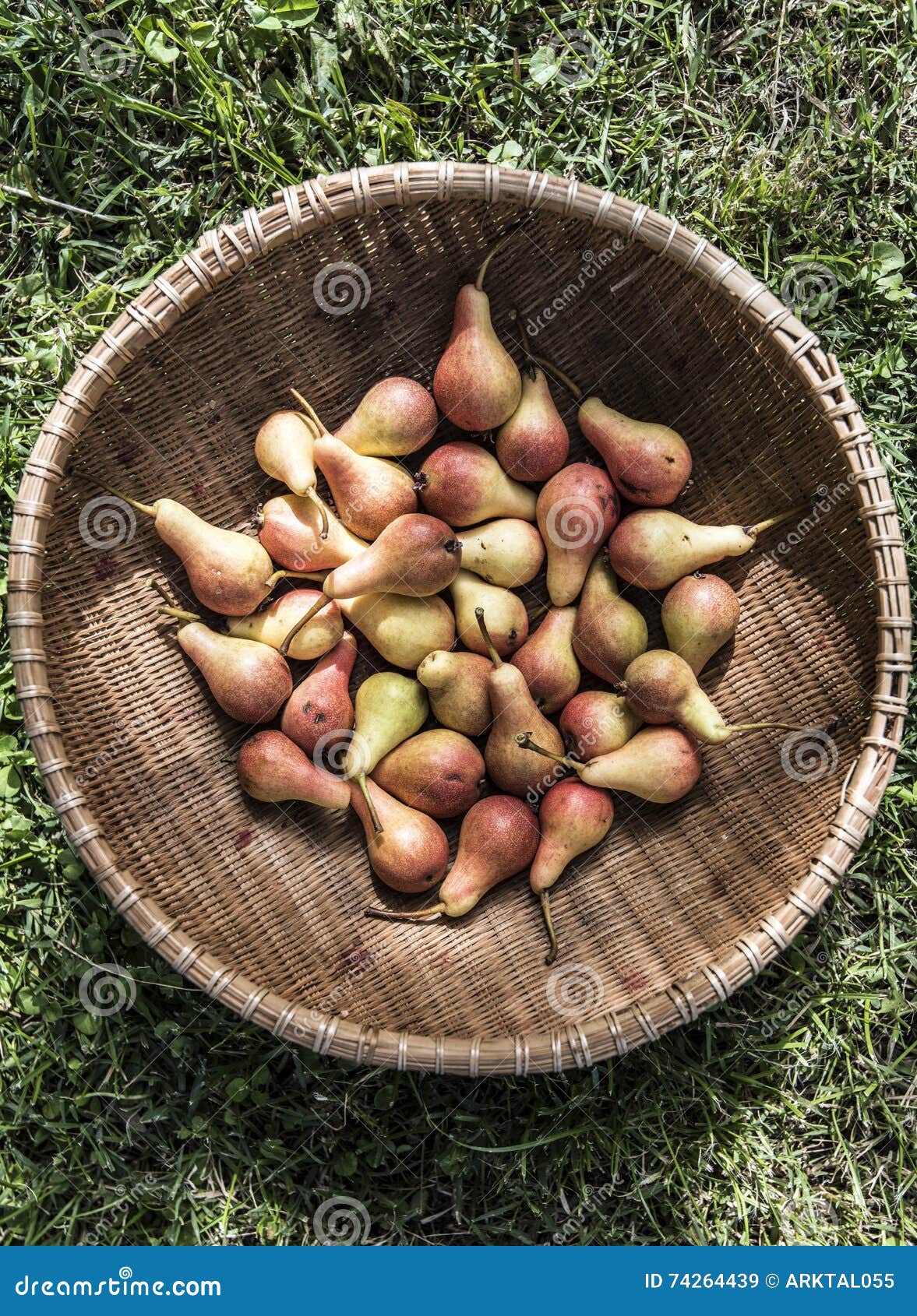 Small Pears in a Round Basket Stock Image - Image of macro, fruits ...