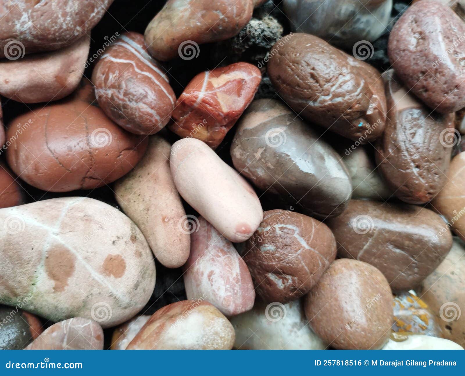 Small Pebbles on the Garden Stock Photo - Image of meat, vegetable ...