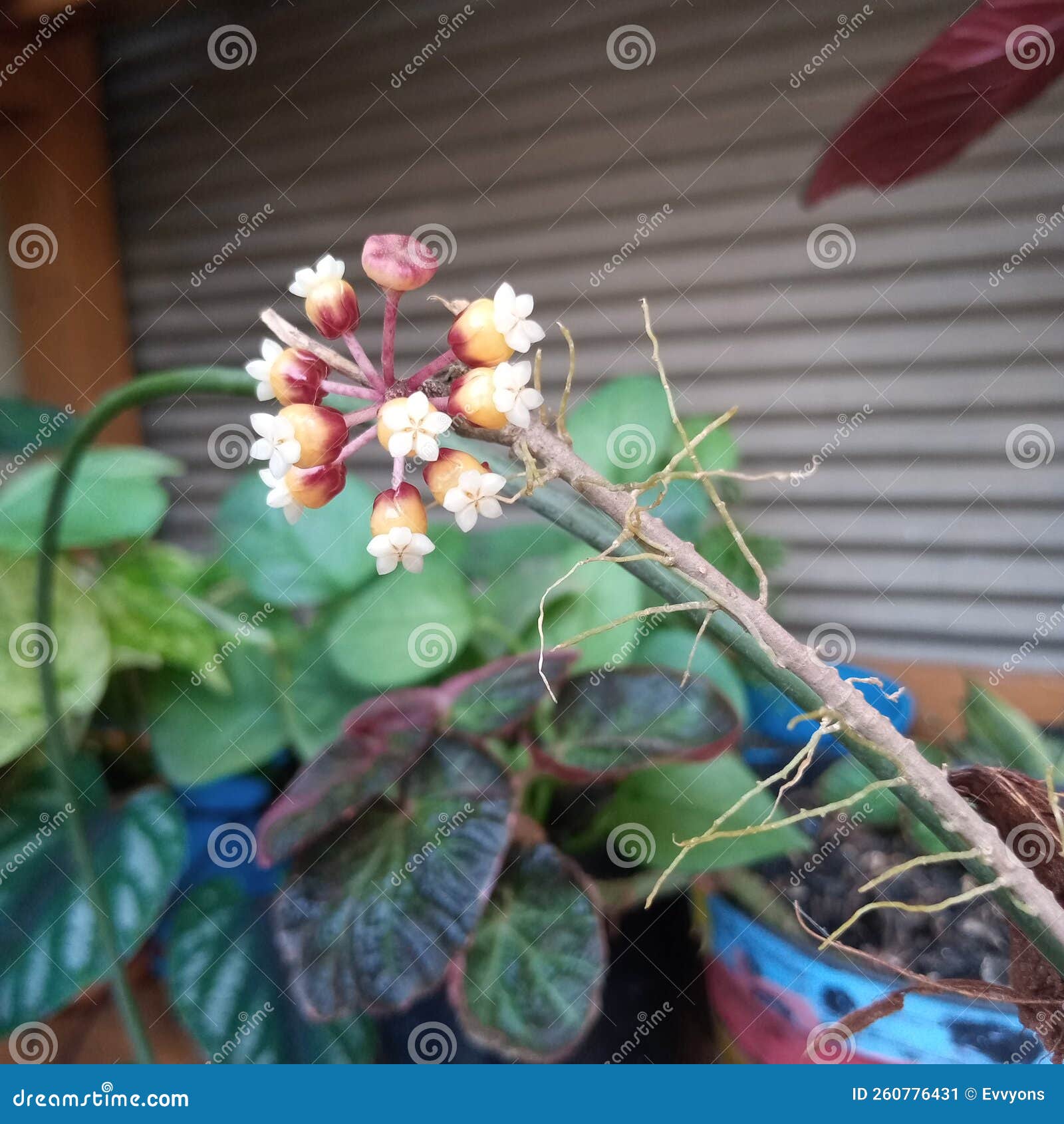 Small Peduncle Flower of Hoya Finlyasonii Stock Image - Image of hoya ...
