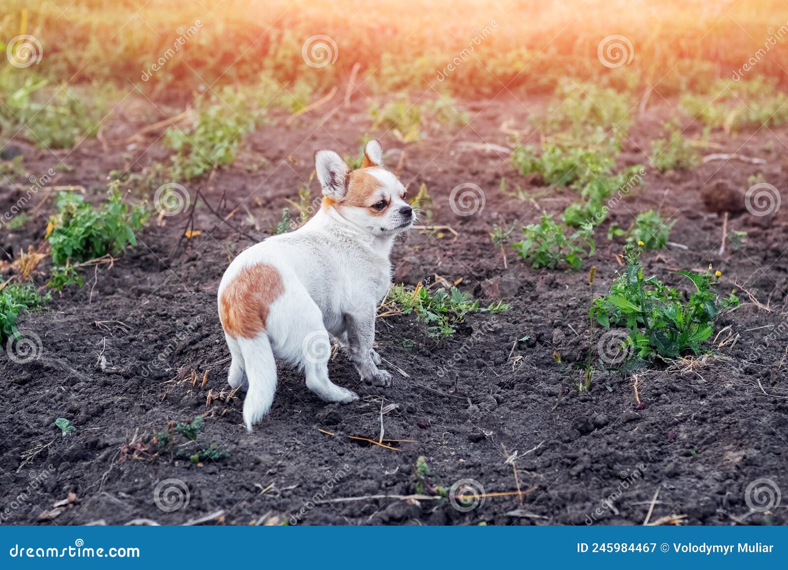 A Small Pekingese Dog in the Garden at Sunset Stock Image - Image of ...