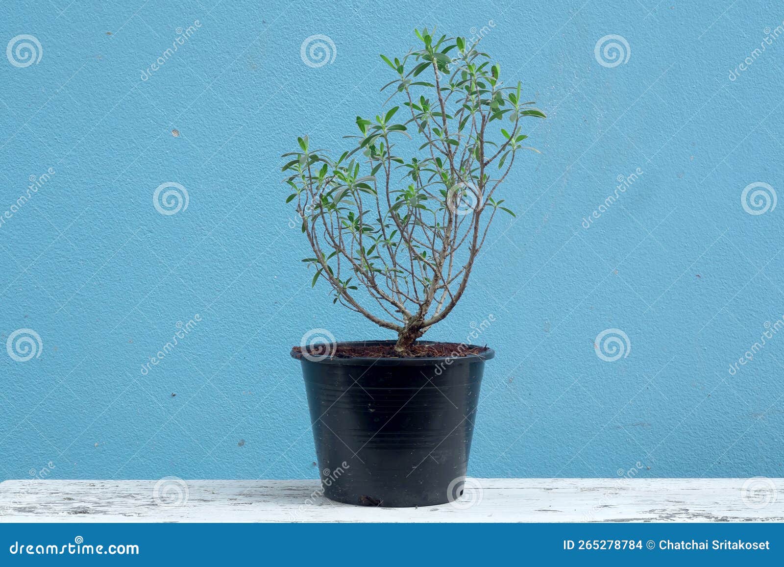 Small Pemphis Acidula , is a Shrub Whose Habitat Usually Grows in the ...