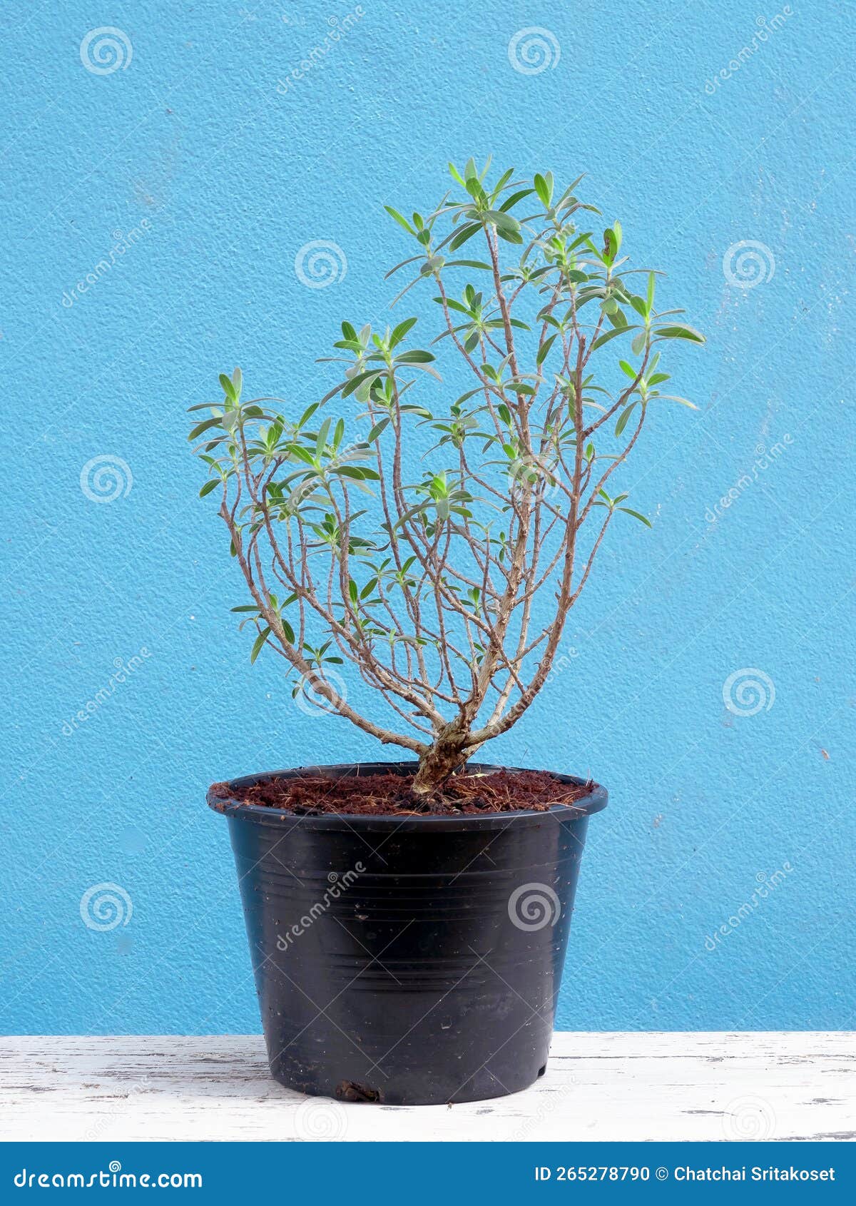 Small Pemphis Acidula , is a Shrub Whose Habitat Usually Grows in the ...