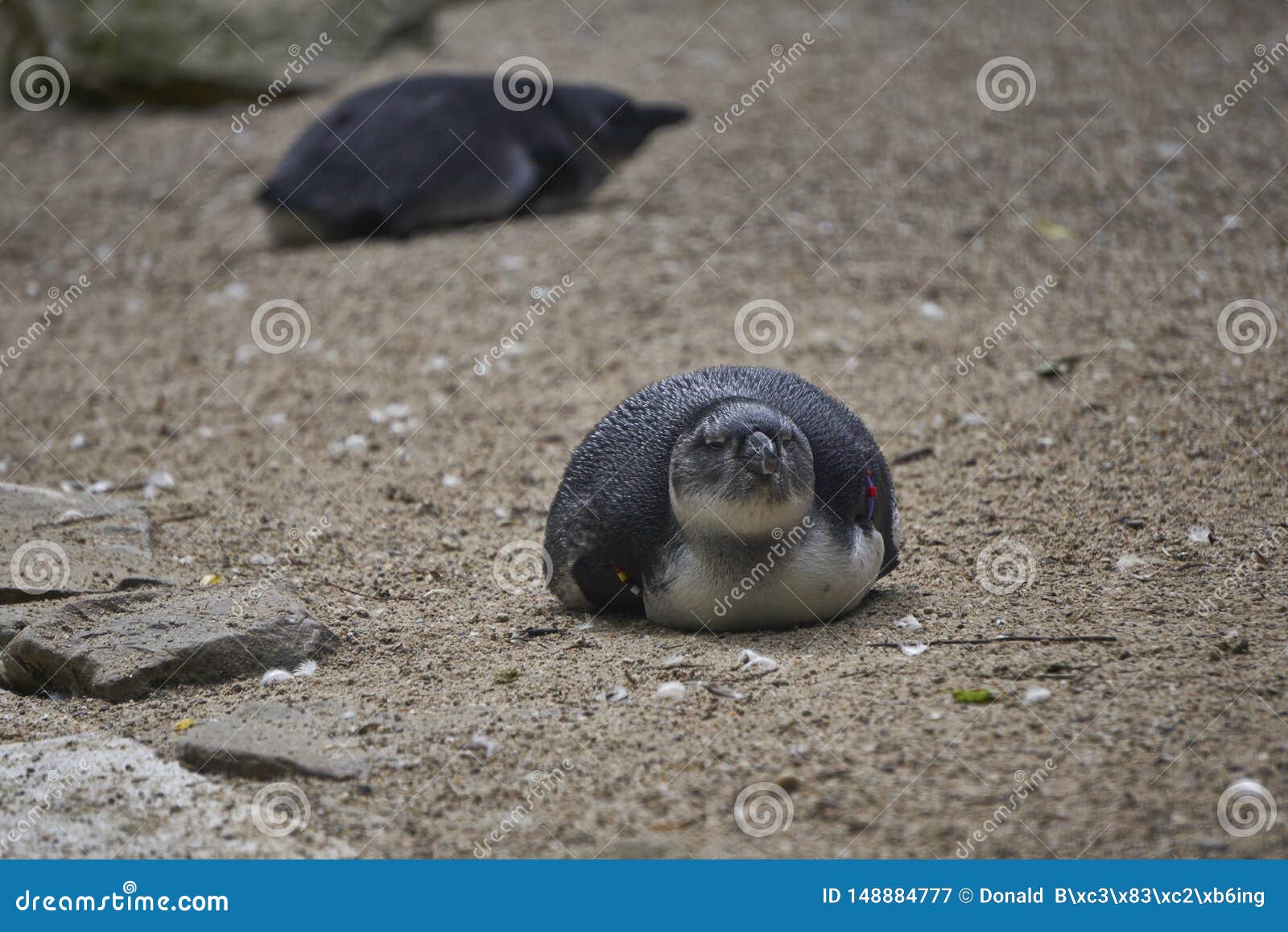 Tiny Penguin Laying Flat on Sandy Surface Stock Image - Image of ocean ...