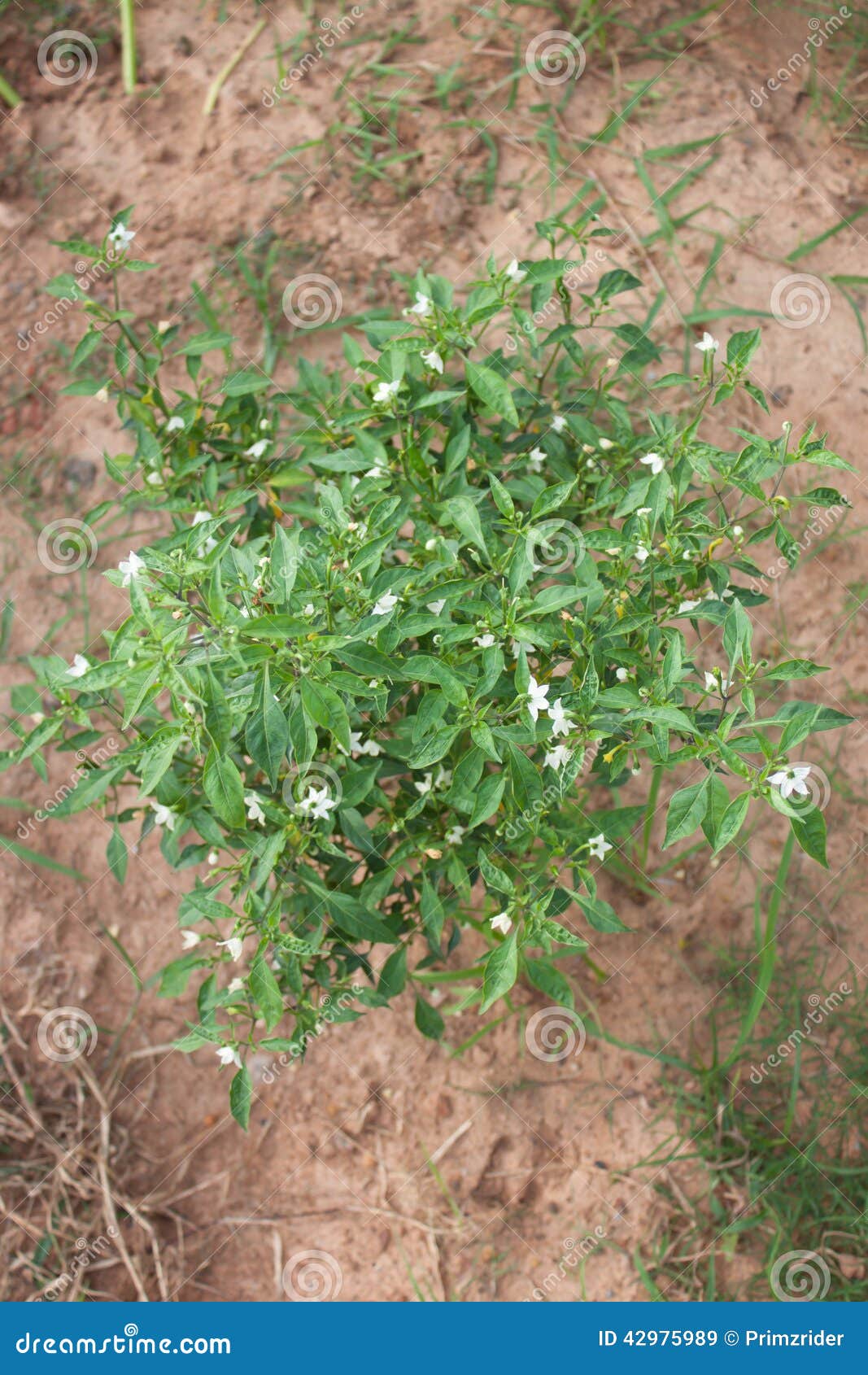 From Small Pepper the Flowers Stock Image - Image of green, food: 42975989