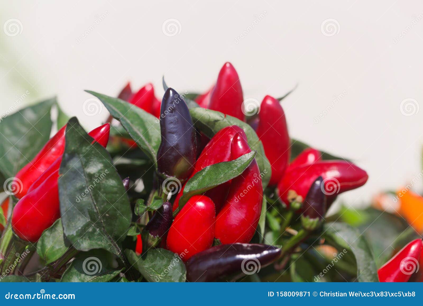 Small Pepper Fruits, Capsicum Annuum Stock Image - Image of ...