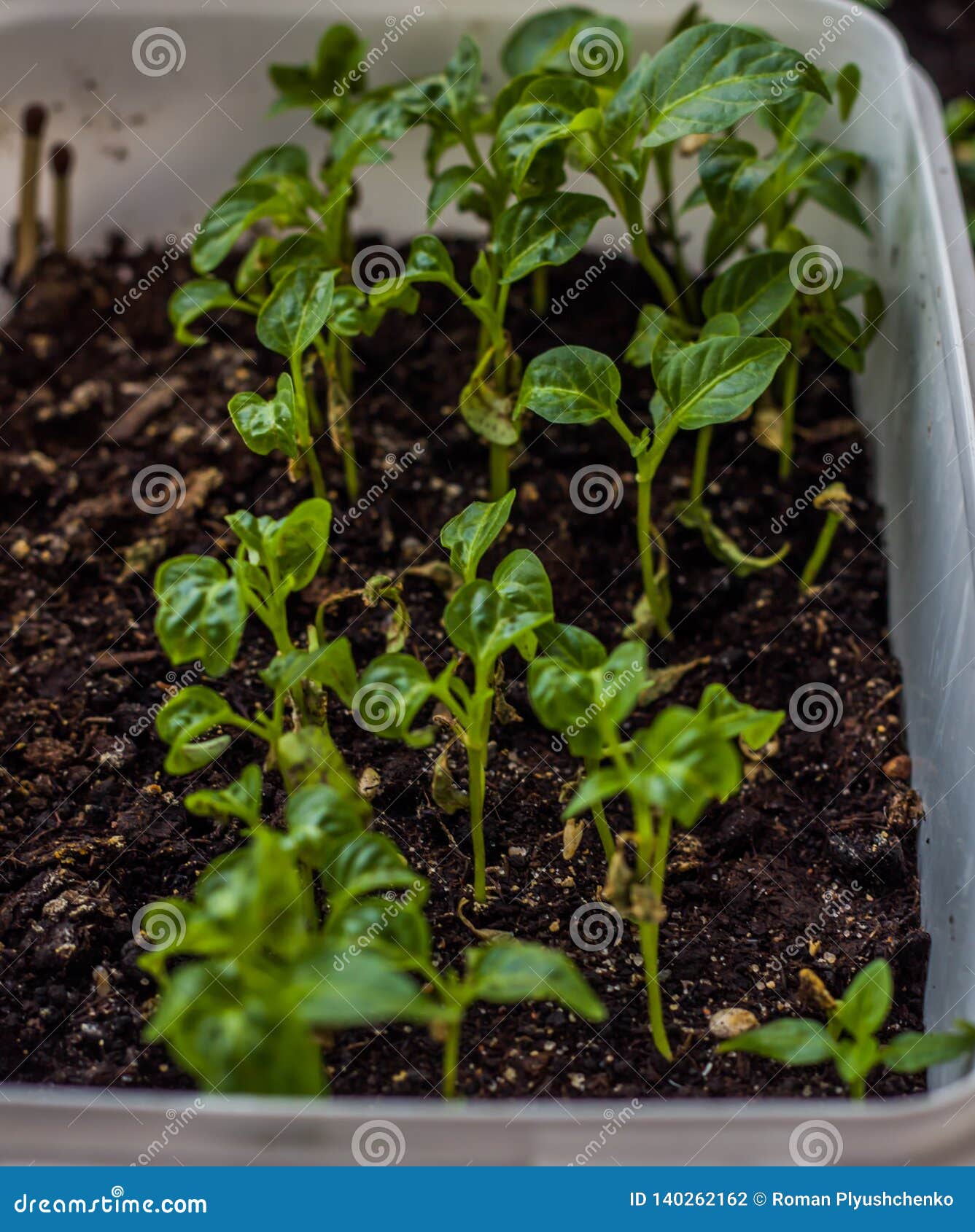Small Pepper Sprouts in the Soil in the Pot Stock Photo - Image of ...