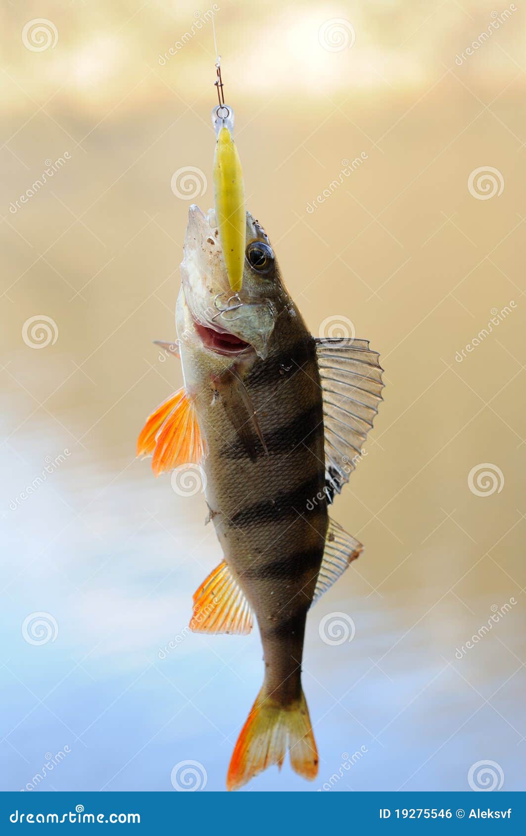 Small perch stock photo. Image of body, bait, ichthyology - 19275546