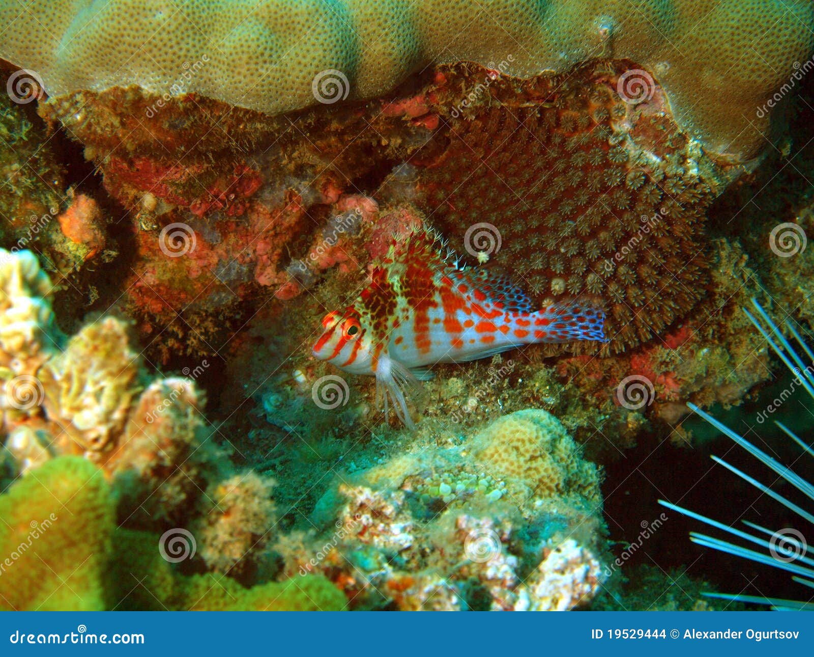 The small perch stock photo. Image of trang, underwater - 19529444