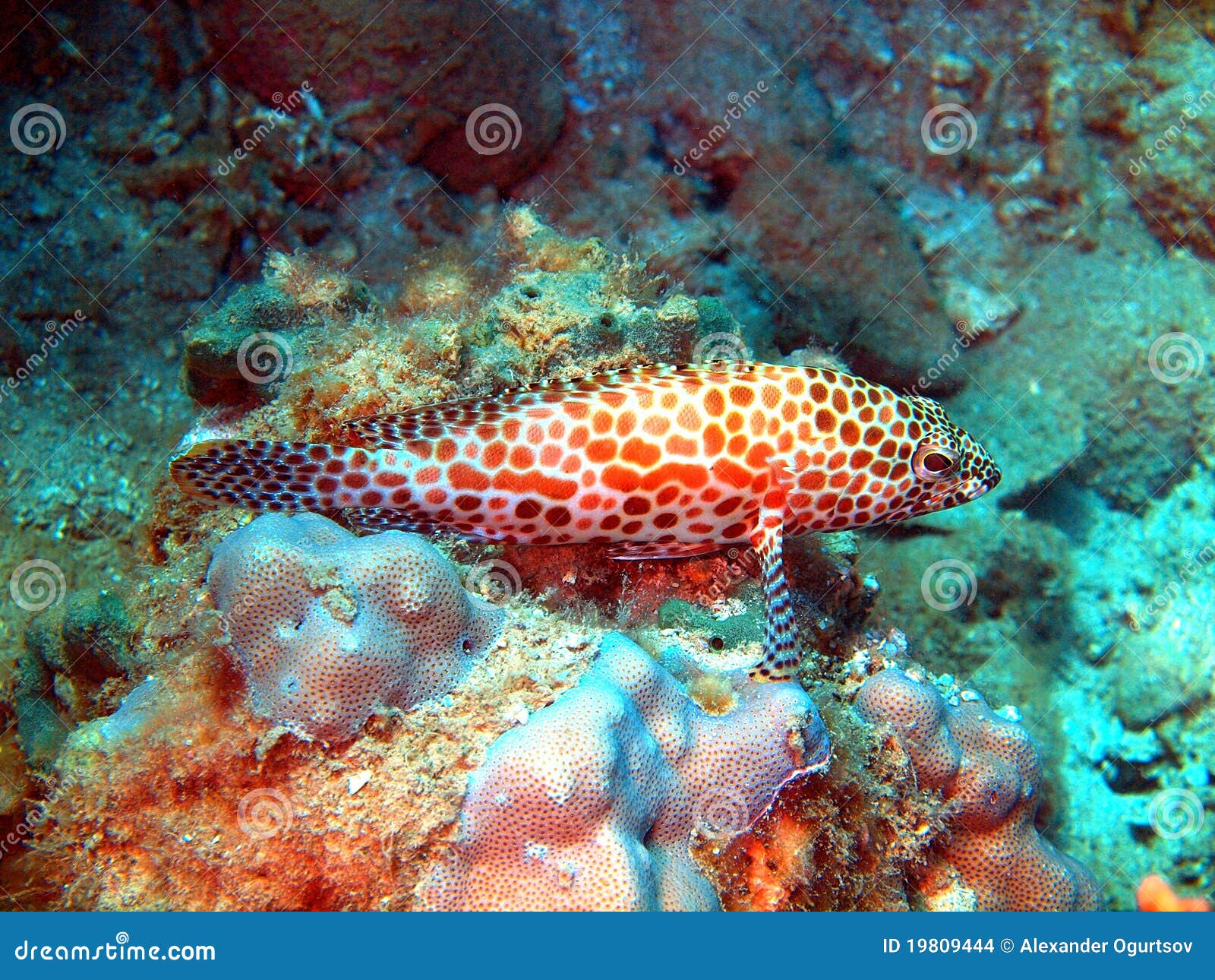 The small perch stock photo. Image of world, vietnam - 19809444
