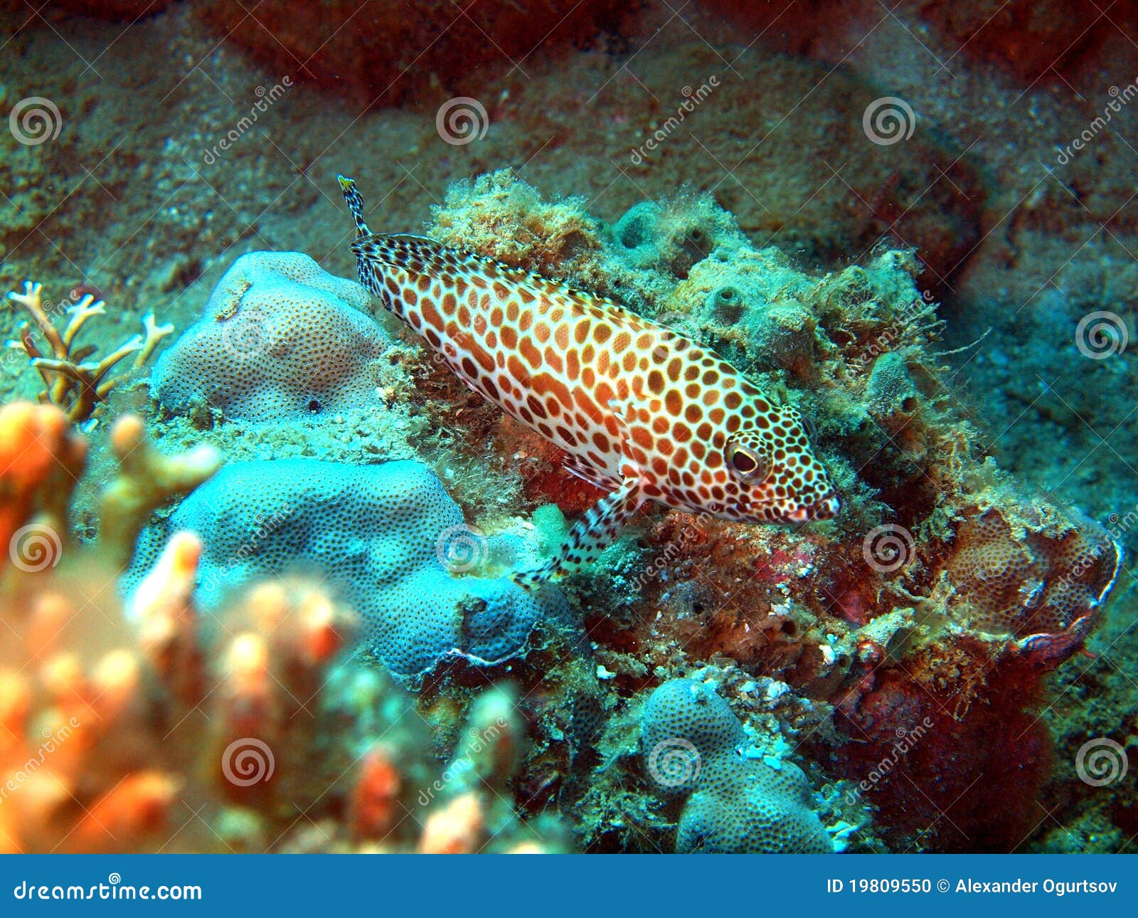 The small perch stock photo. Image of fish, dive, underwater - 19809550