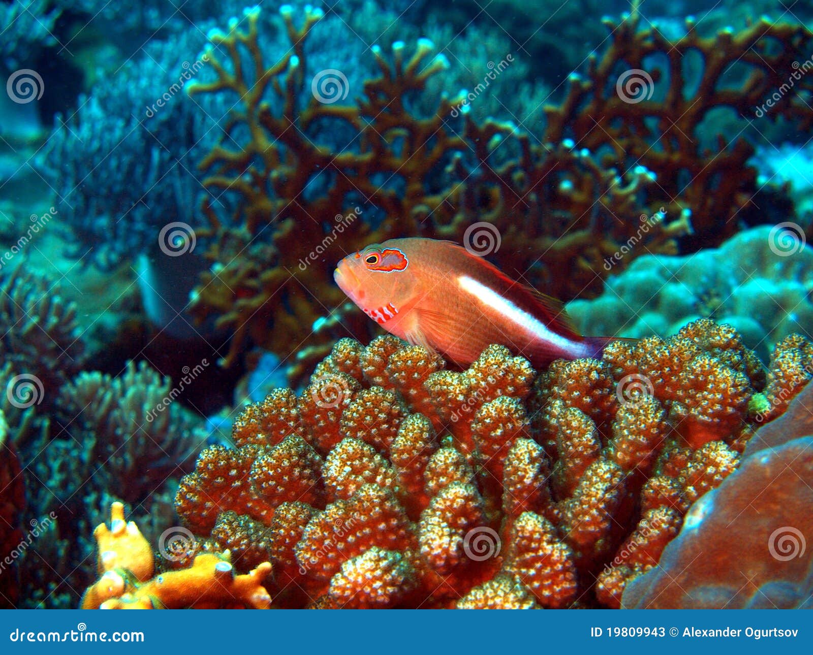 The small perch stock image. Image of water, underwater - 19809943