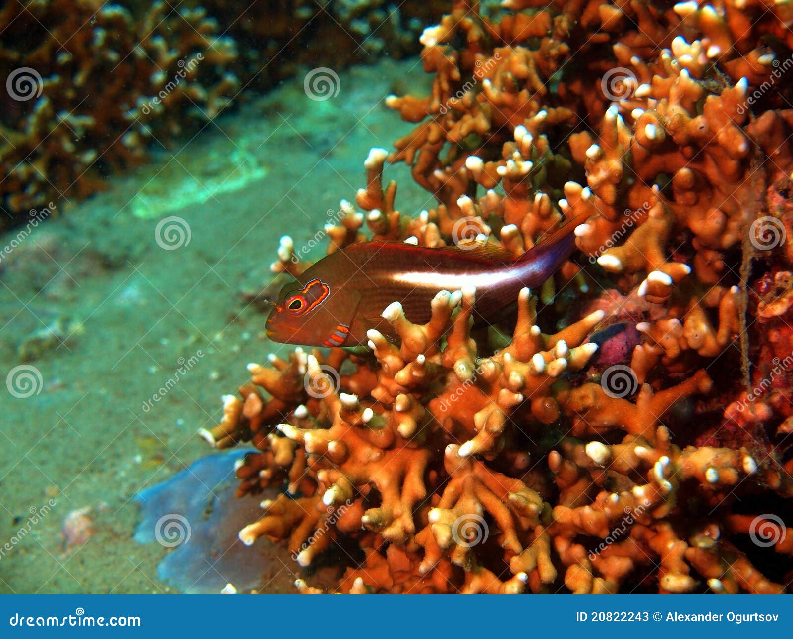 The small perch stock image. Image of tropic, nature - 20822243