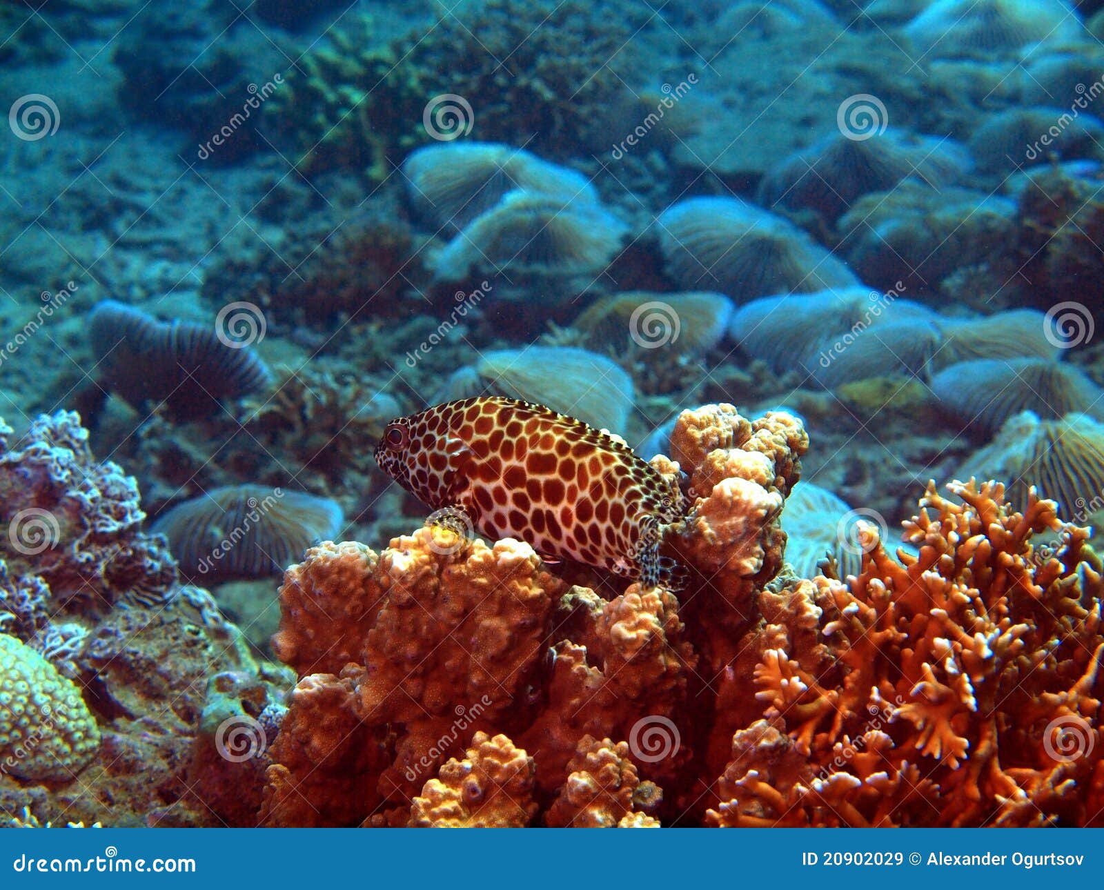 The small perch stock image. Image of ocean, dive, animals - 20902029