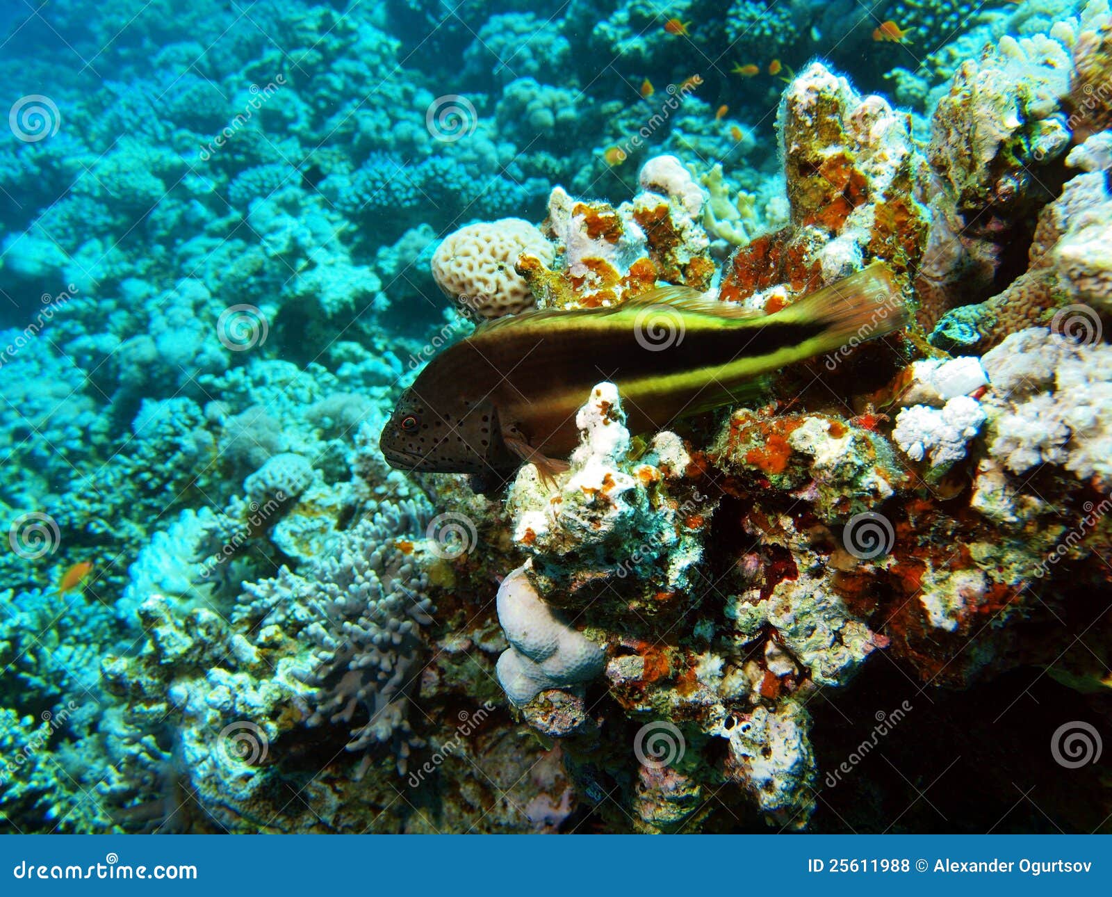 The small perch stock photo. Image of coral, tropic, water - 25611988