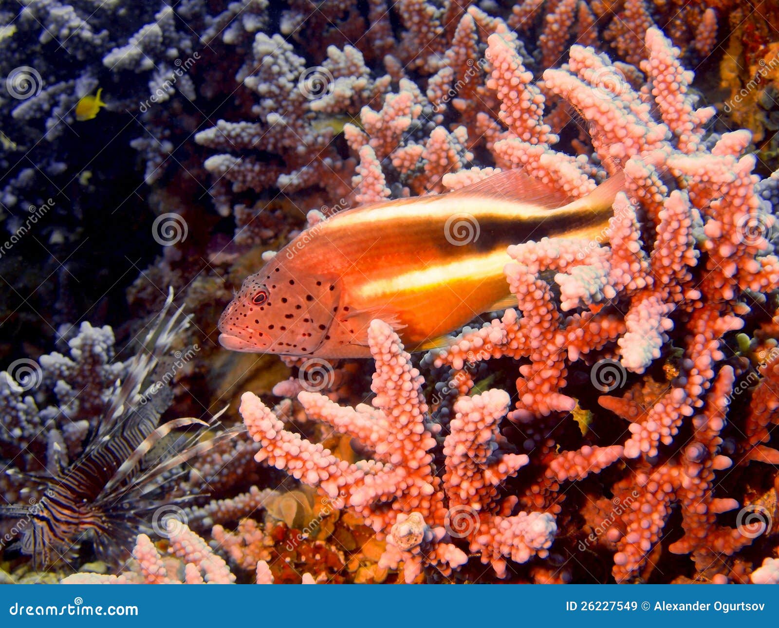 The small perch stock image. Image of organism, tropic - 26227549