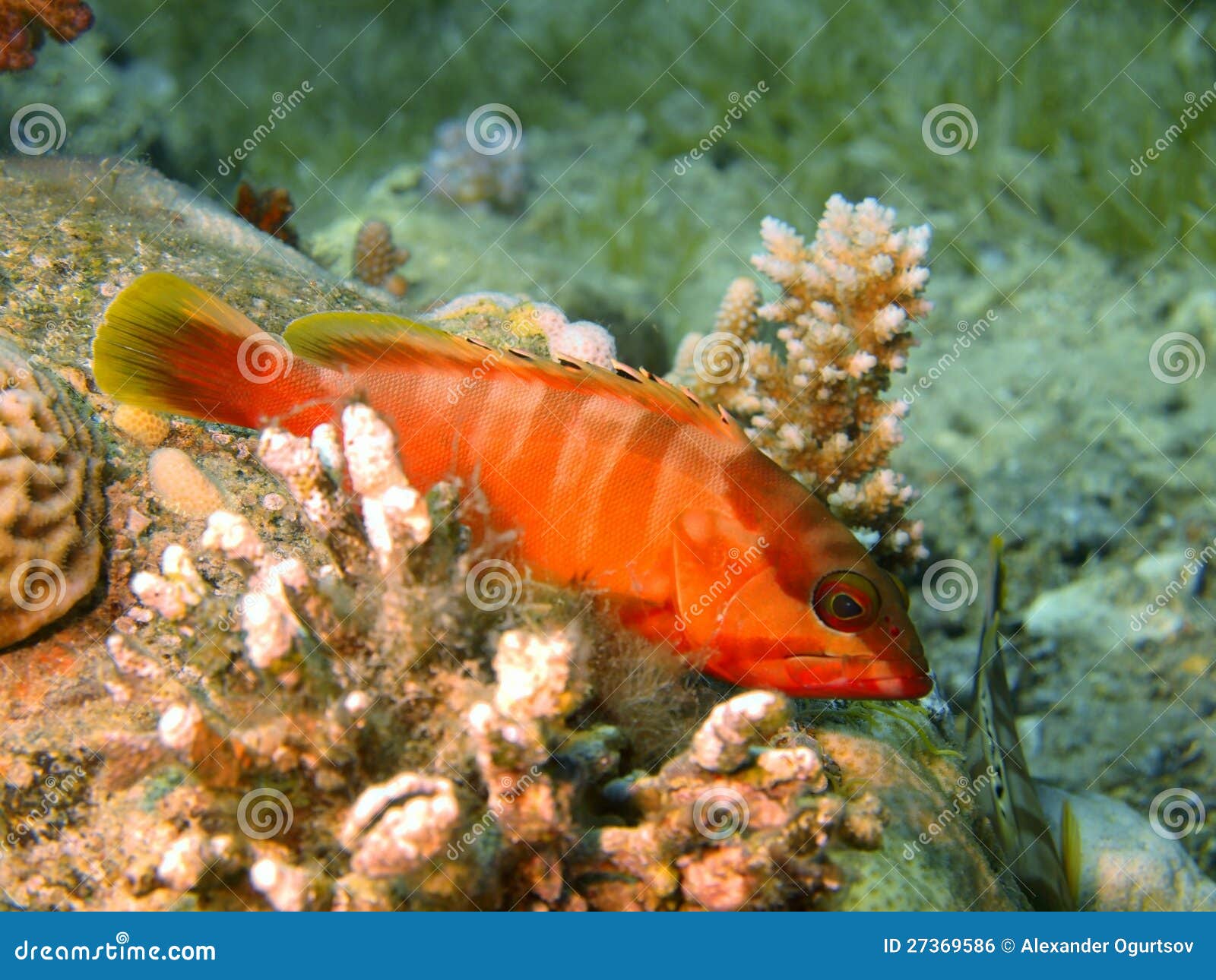 The small perch stock photo. Image of world, ecosystem - 27369586