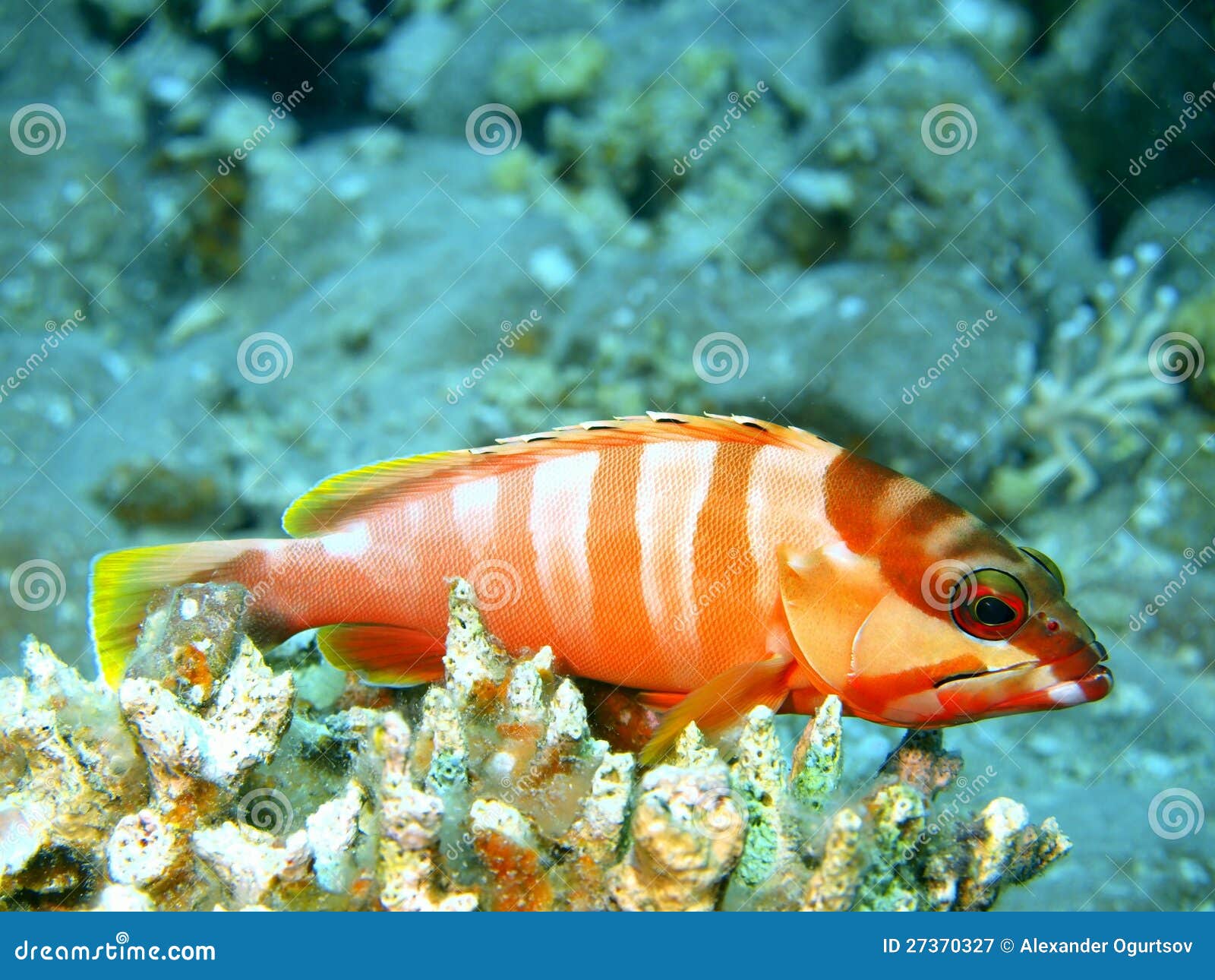 The small perch stock image. Image of seafood, underwater - 27370327