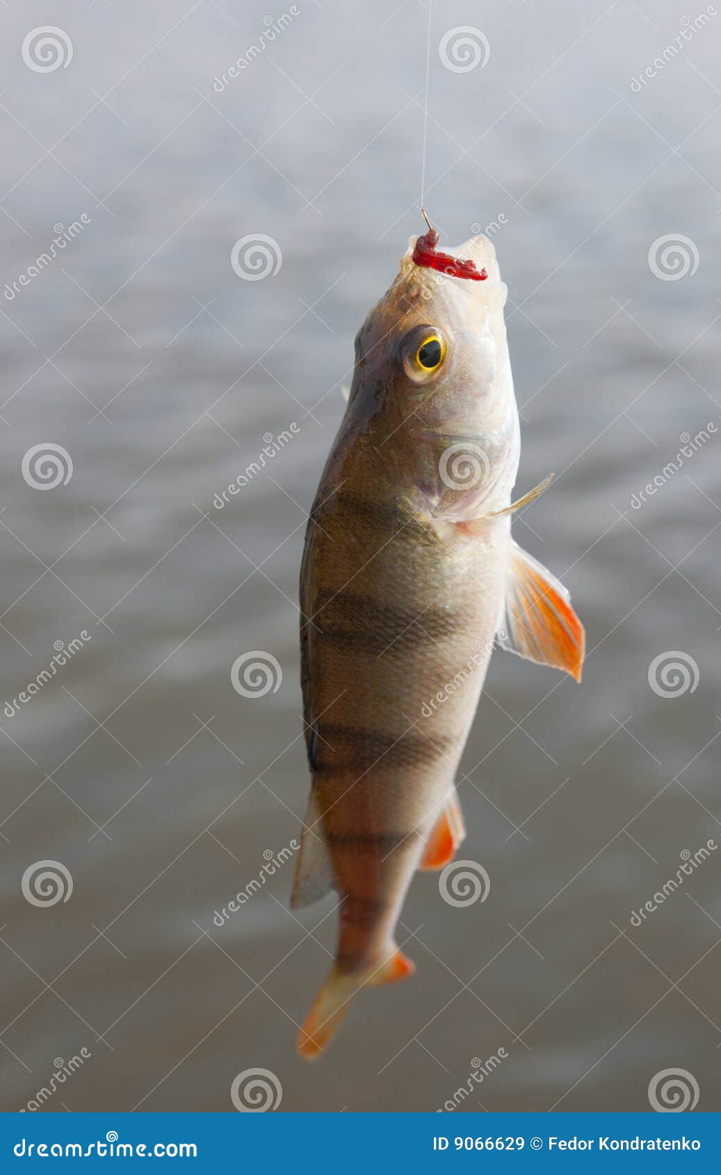 Small Perch Caught on Bloodworm Stock Image - Image of line, mouth: 9066629