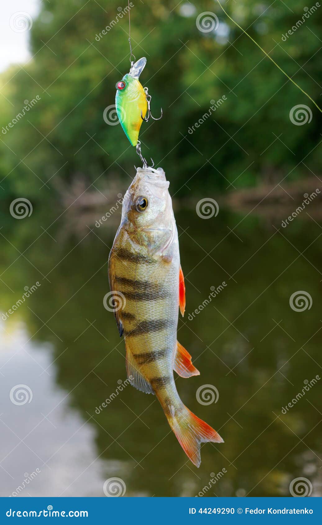 Small Perch Caught on a Crank Bait Stock Photo - Image of catch ...