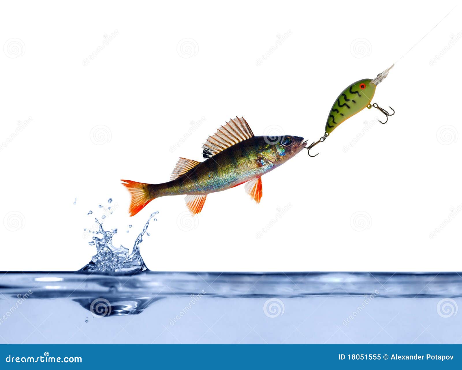Small perch on hook stock image. Image of object, animal - 18051555