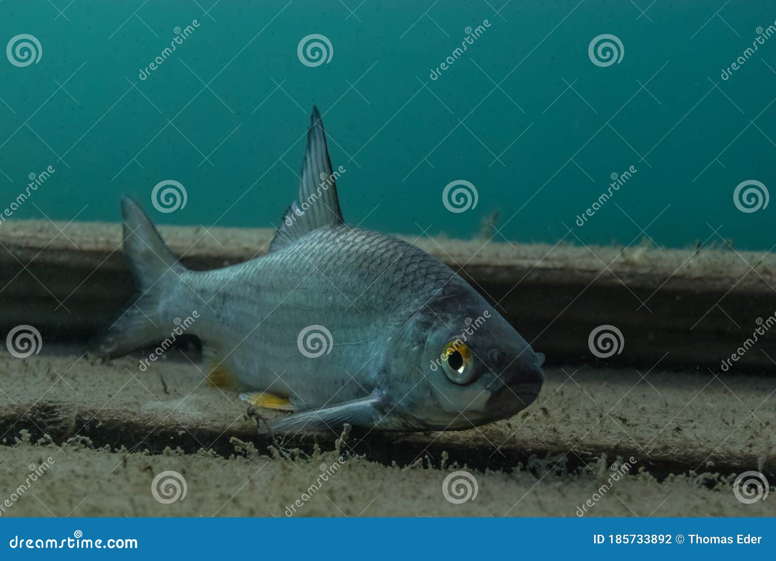 Small Perch Looks into the Camera on a Platform in a Lake Stock Photo ...