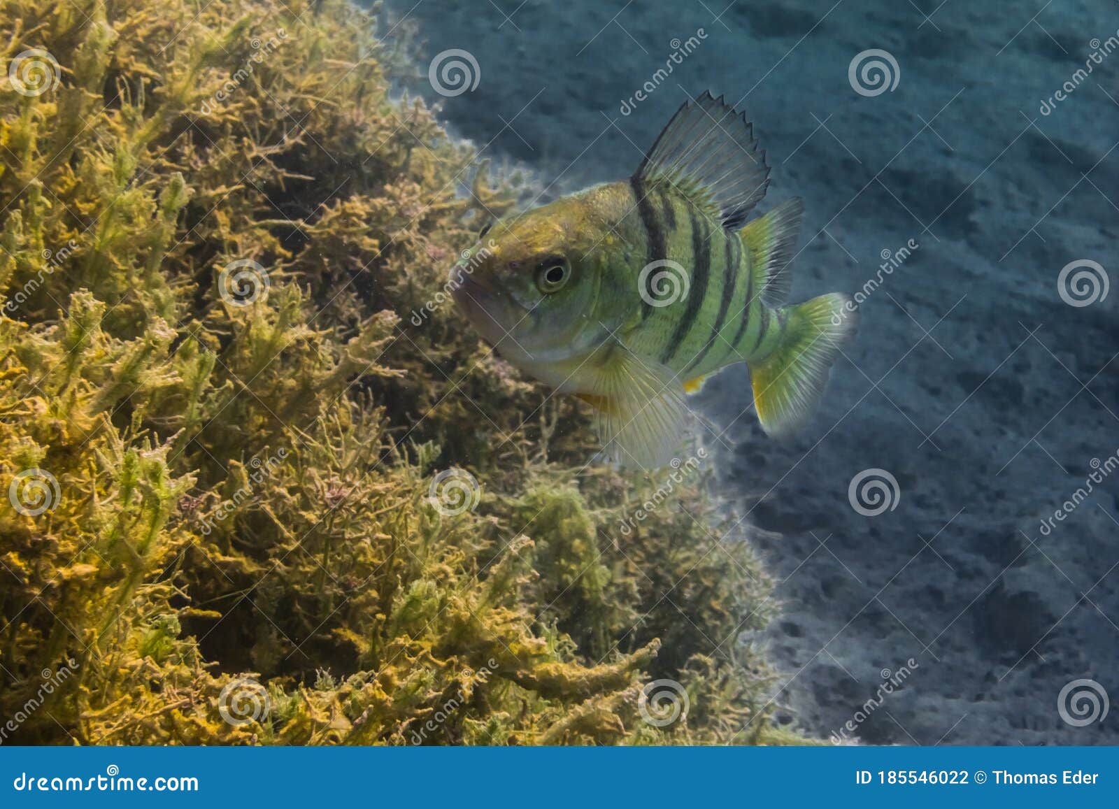 Small Perch Looks in a Lake while Diving Stock Photo - Image of ...