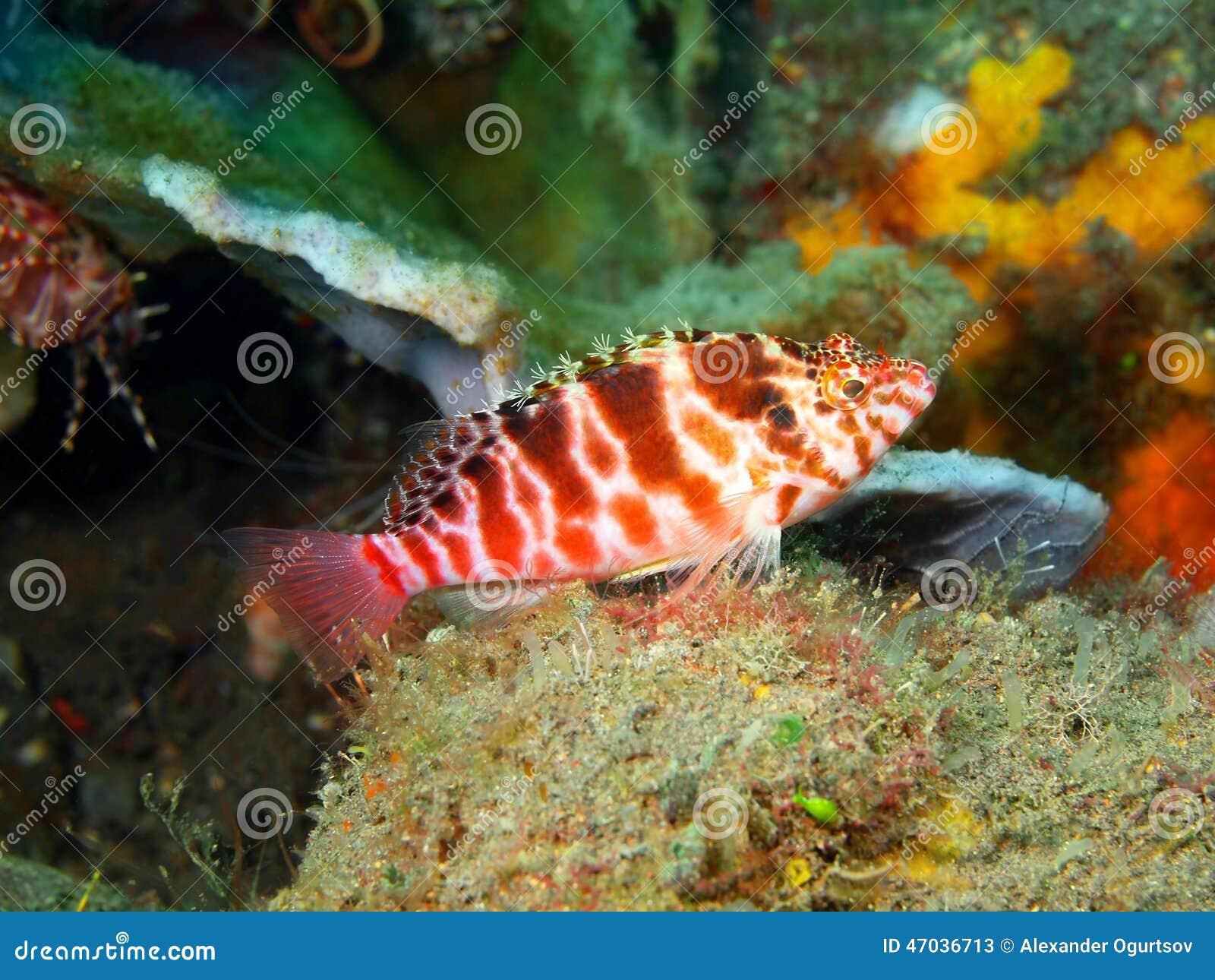 The small perch stock image. Image of ocean, water, coral - 47036713
