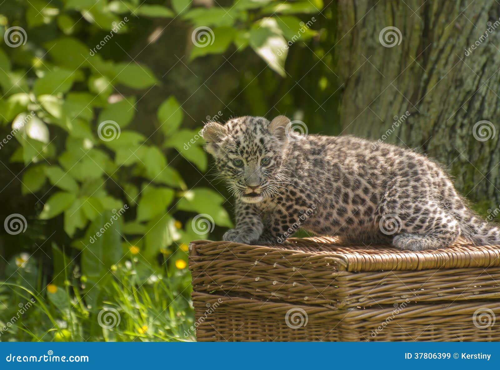 Small Persian leopard stock image. Image of carnivorous - 37806399