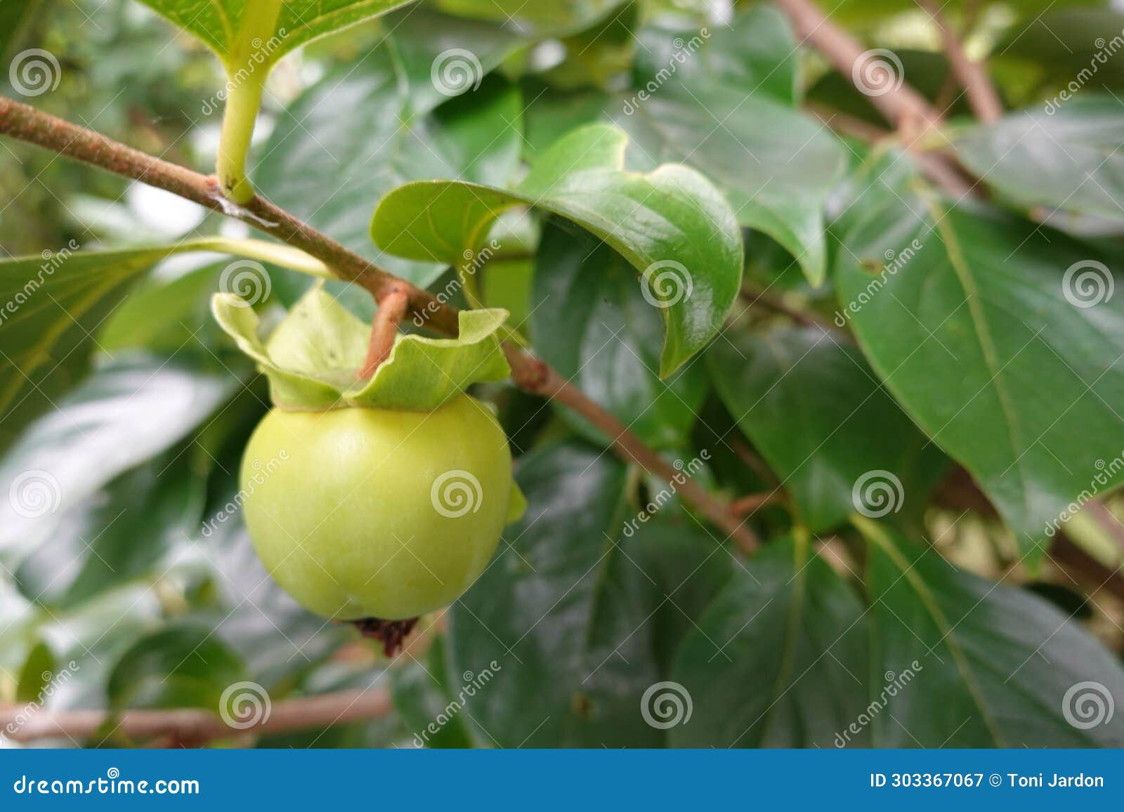 Small Persimmon Growing on Tree, Young Persimmon in Orchard Fruit Tree ...