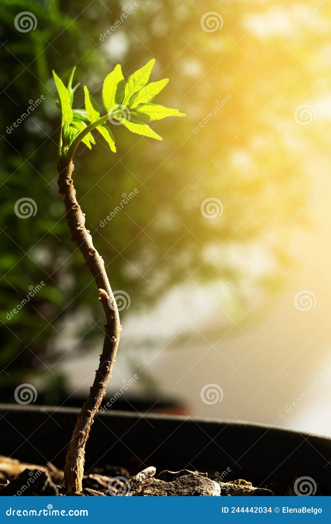 A Small Persimmon Tree with the First Leaves in Spring. Stock Photo ...