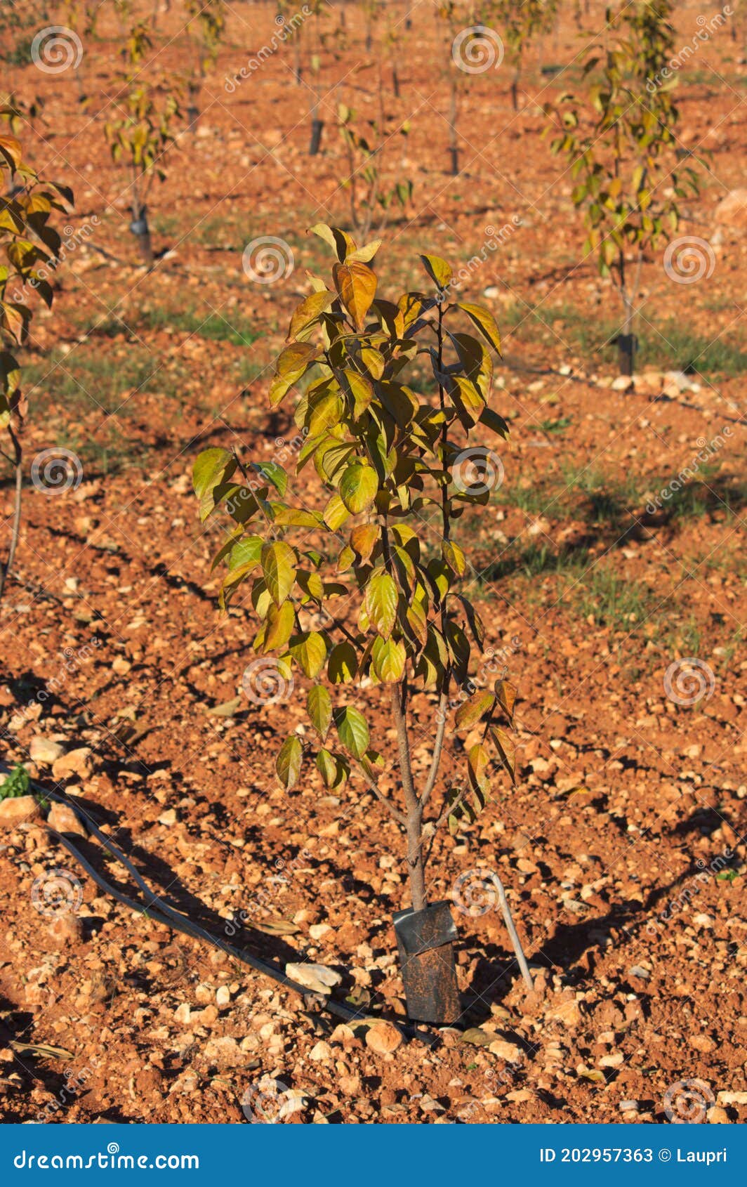 Small Persimmon Tree Recently Planted Stock Image - Image of nature ...