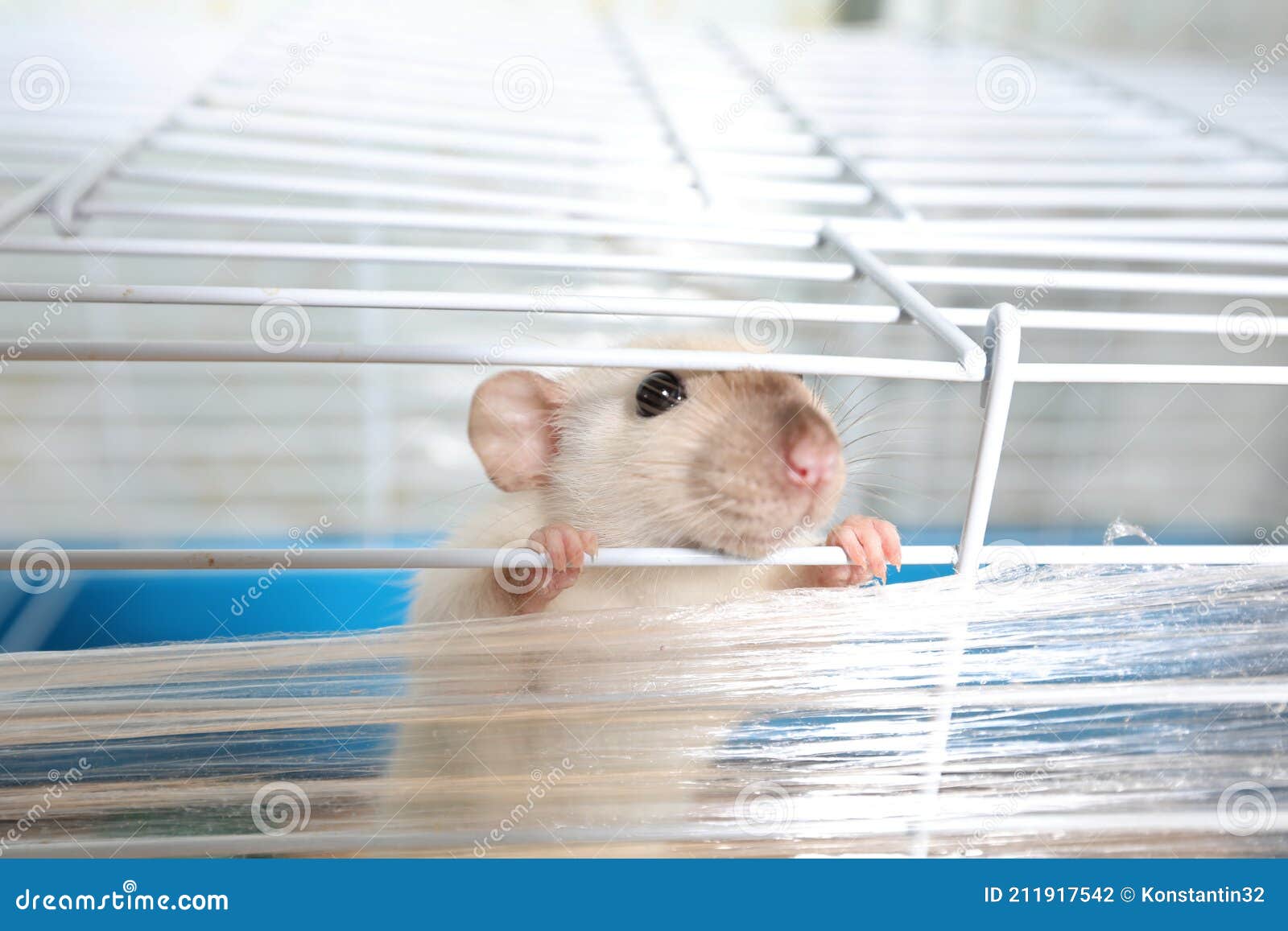 A small pet rat in a cage stock photo. Image of interesting - 211917542