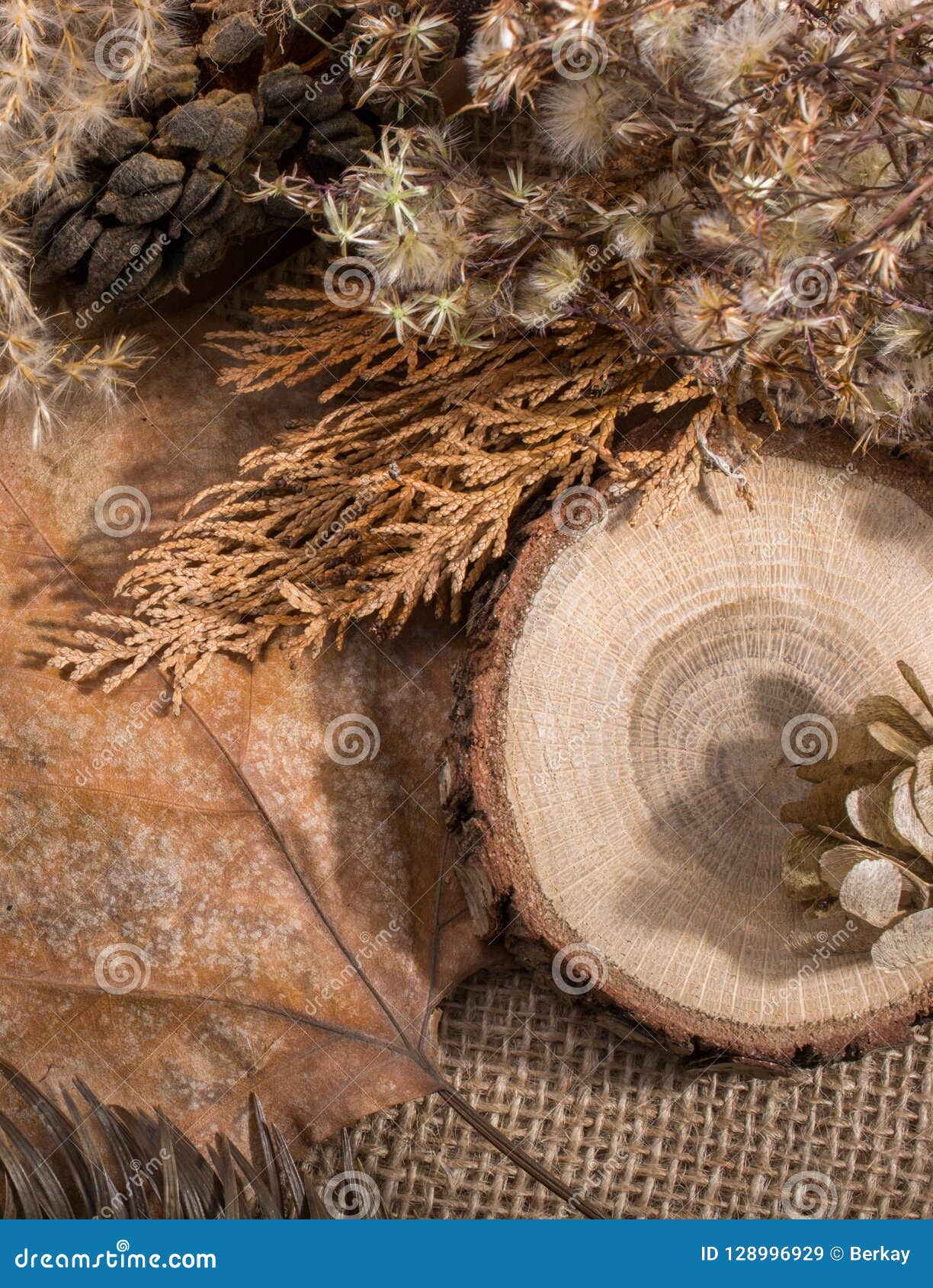 Small Piece of Cut Wood Log in Round Shape Stock Image - Image of ...