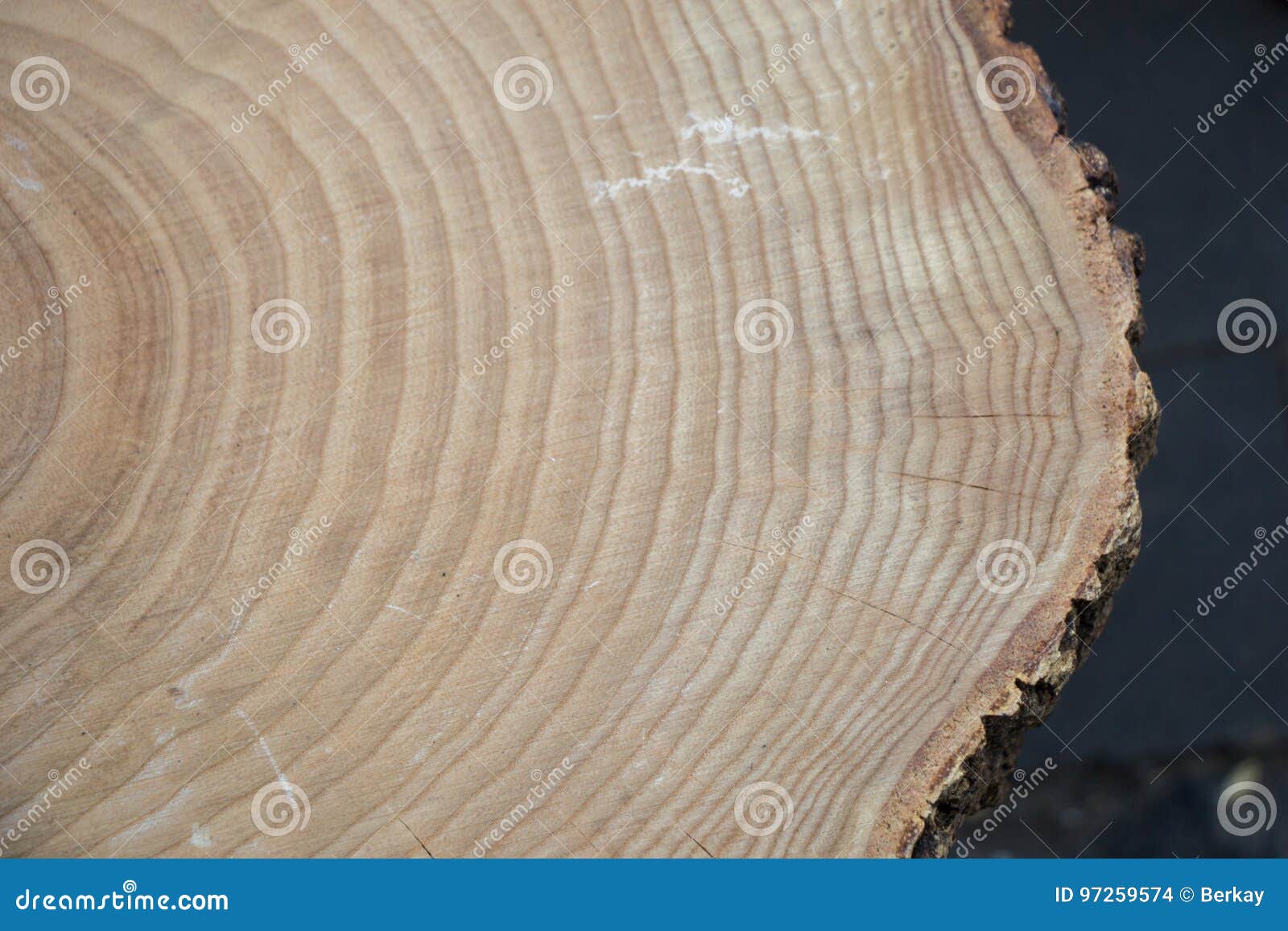 Small Piece of Cut Wood Logs Stock Photo - Image of pattern, circle ...