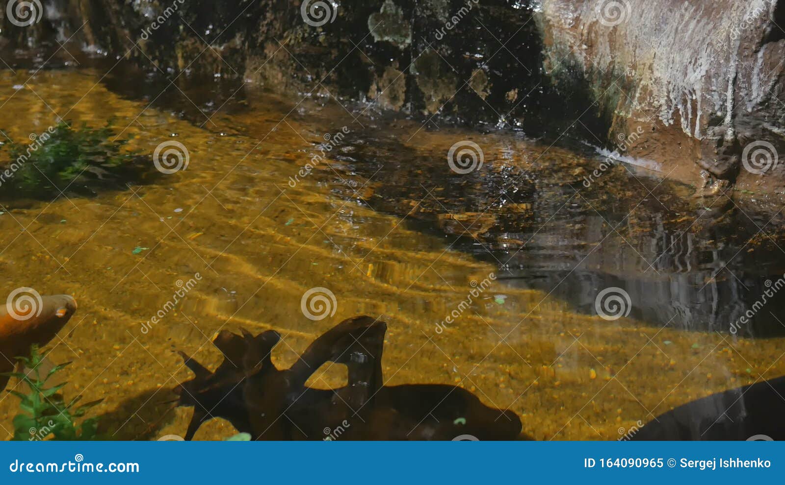 Small Piece of Water with a Waterfall and Fish Stock Video - Video of ...