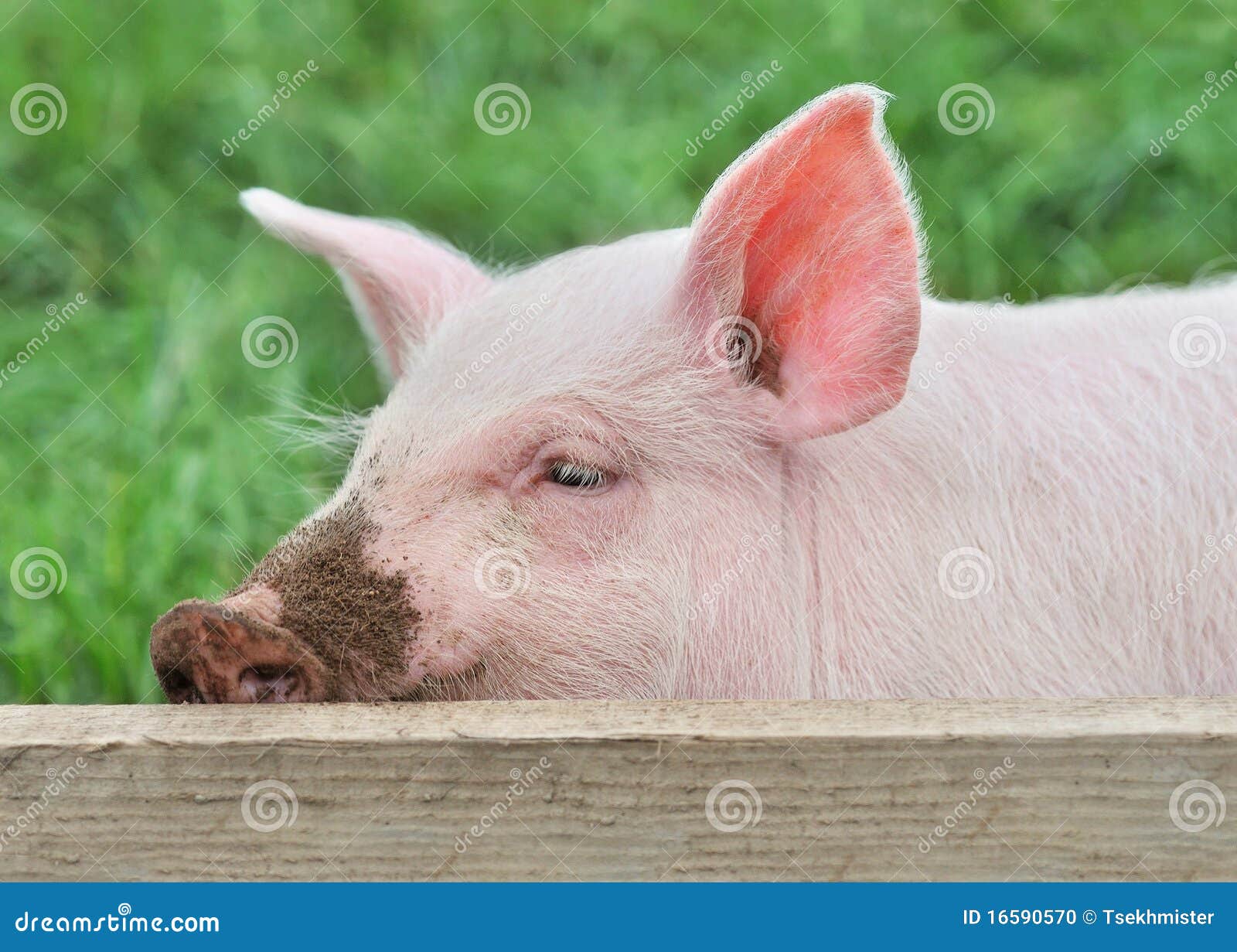 Small pig stock photo. Image of farm, green, snout, caked - 16590570