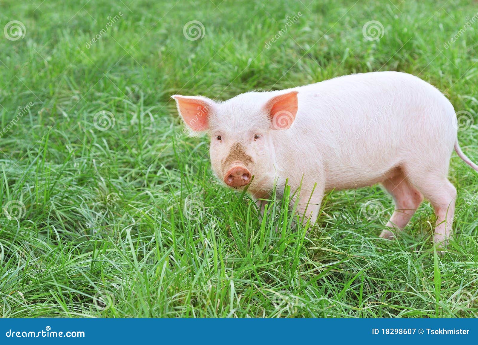 Small pig stock image. Image of domestic, meadow, agriculture - 18298607