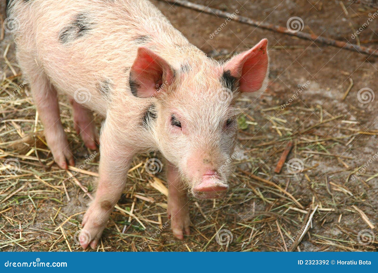 Small pig stock photo. Image of farming, unclean, baby - 2323392