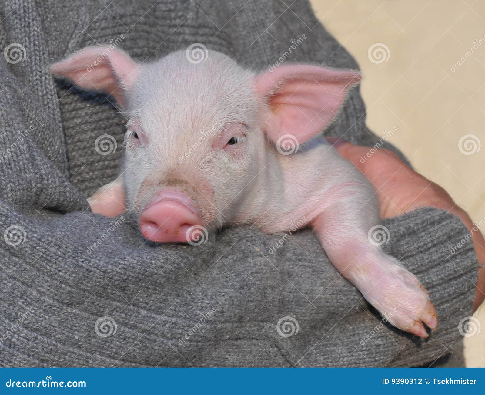 Small pig stock photo. Image of pink, farm, mammal, animals - 9390312