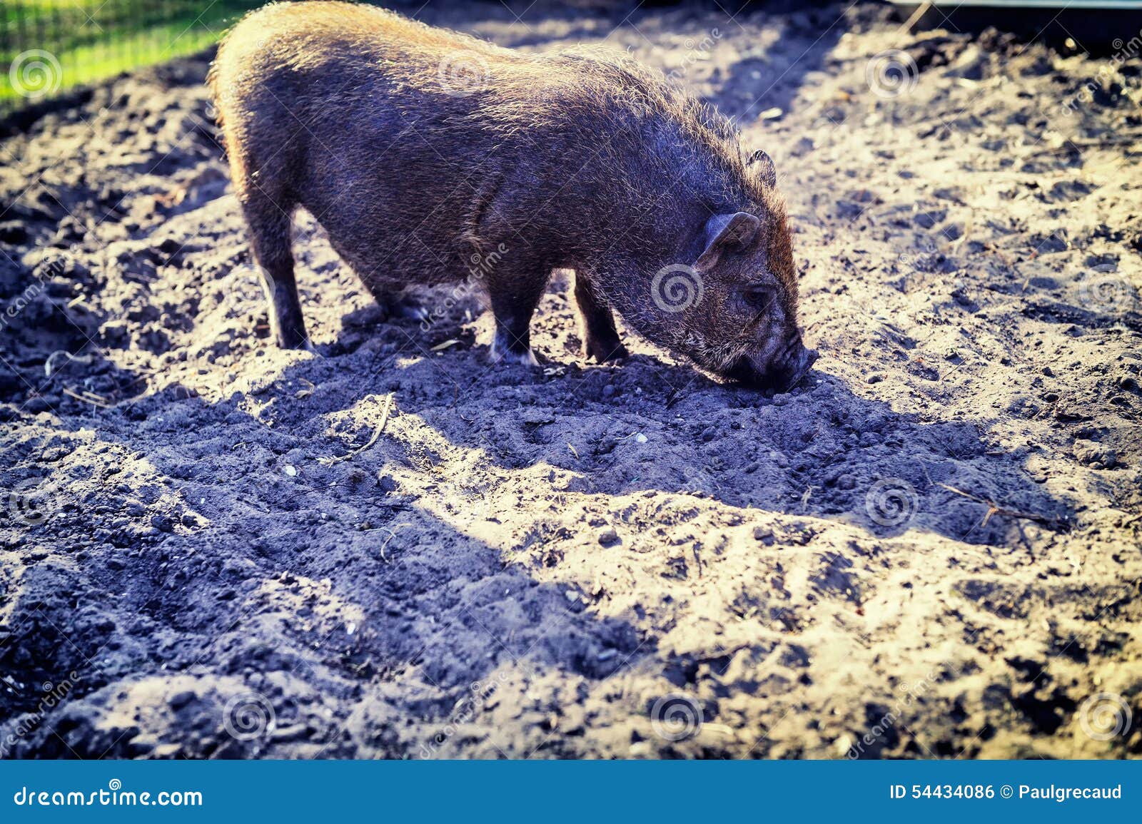 Small Pig Digging the Ground Stock Photo - Image of earth, outside ...