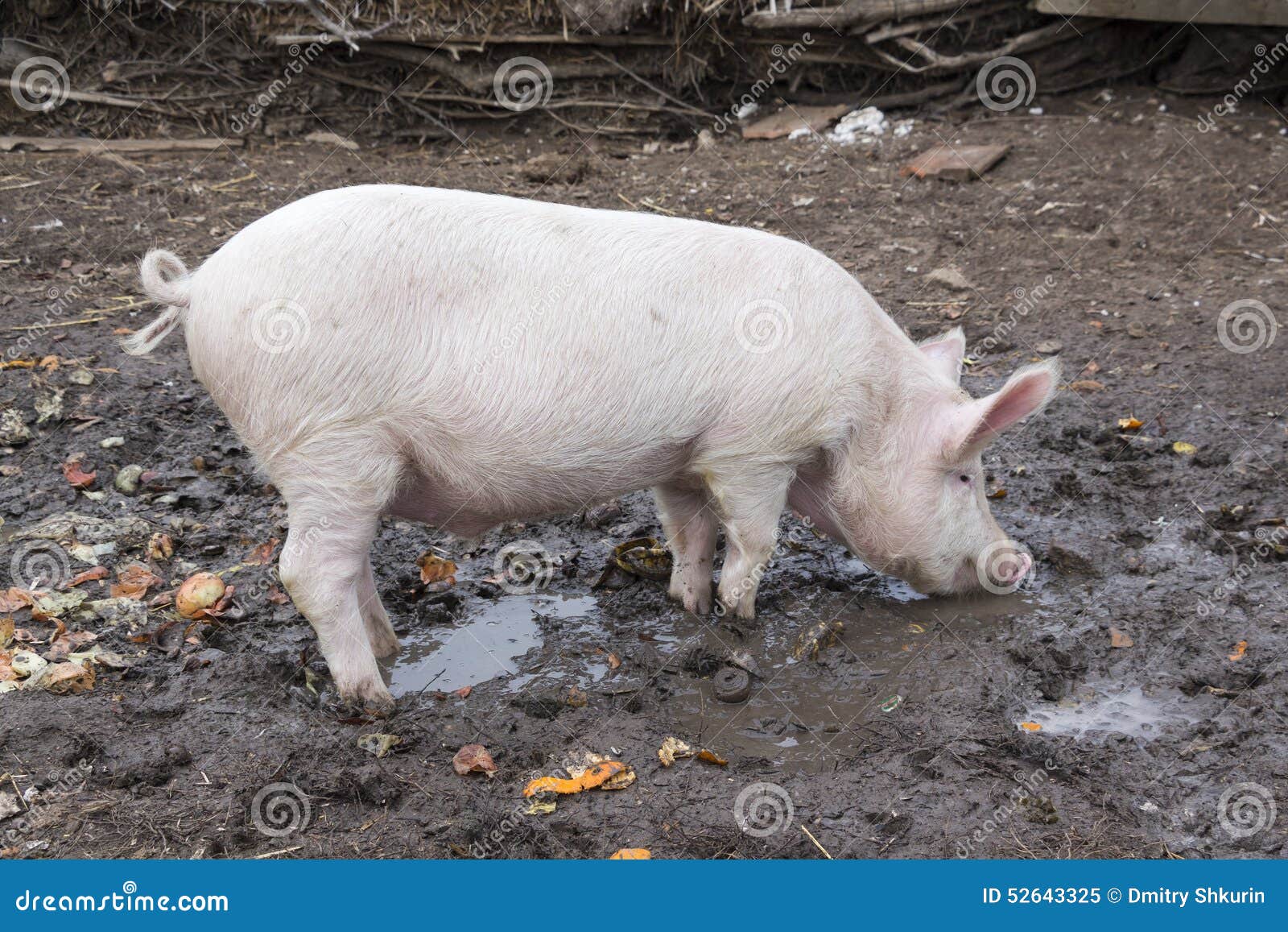 Small Pig Eats Standing in Mud Stock Image - Image of meat, food: 52643325