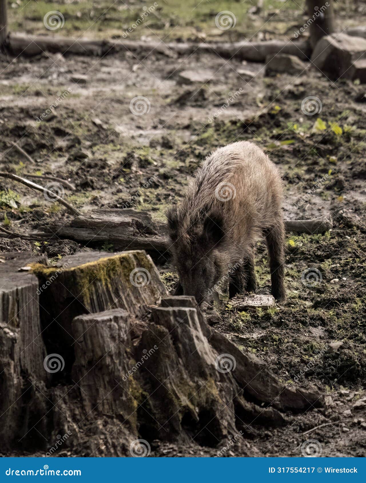 Small Pig Feeding on a Tree Stump by Trees Stock Image - Image of ...
