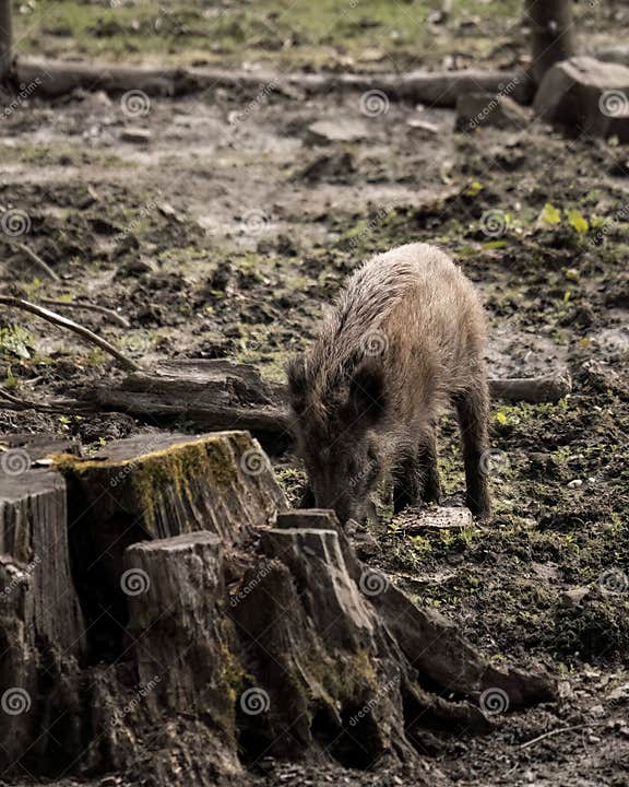 Small Pig Feeding on a Tree Stump by Trees Stock Image - Image of ...
