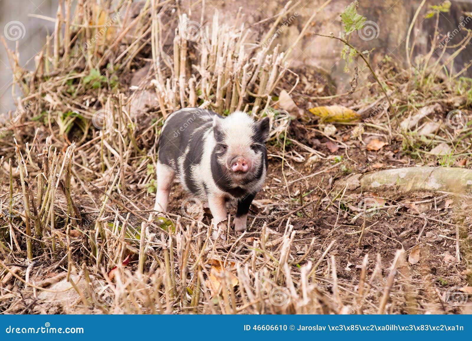 Small pig stock photo. Image of agriculture, meadow, grass - 46606610