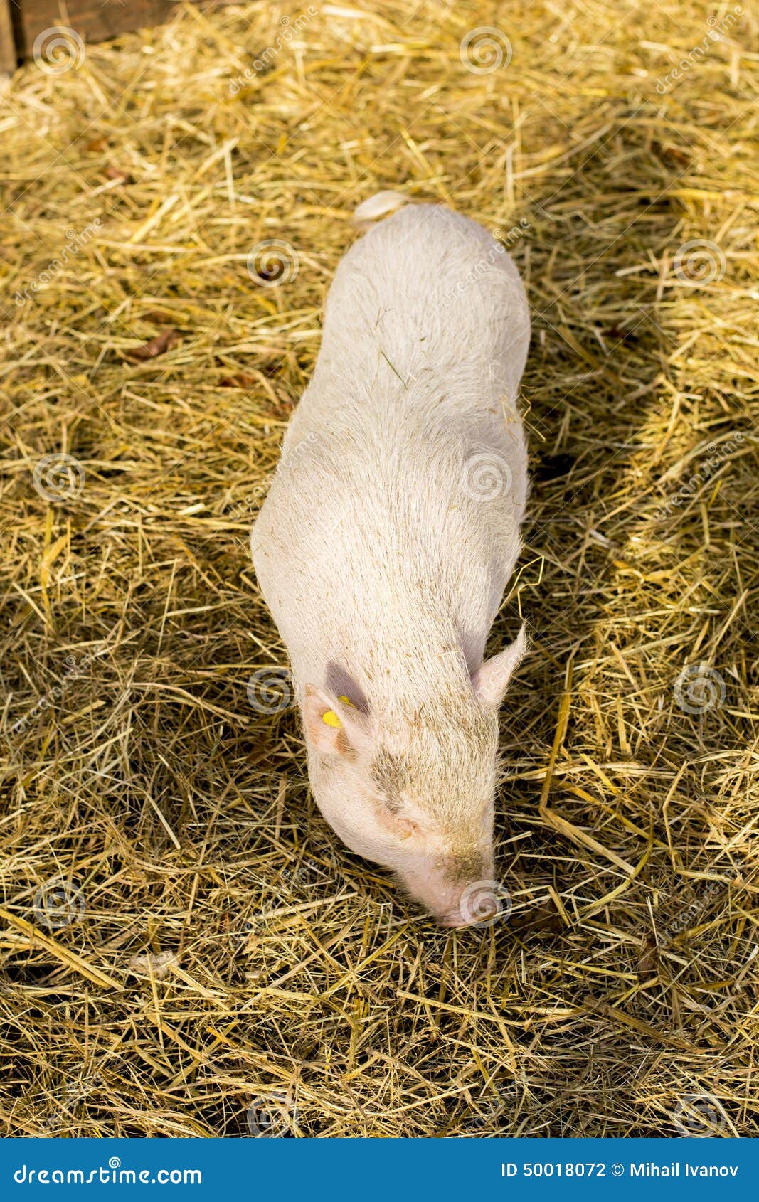 Small Pig / Piglet stock photo. Image of cute, animal - 50018072