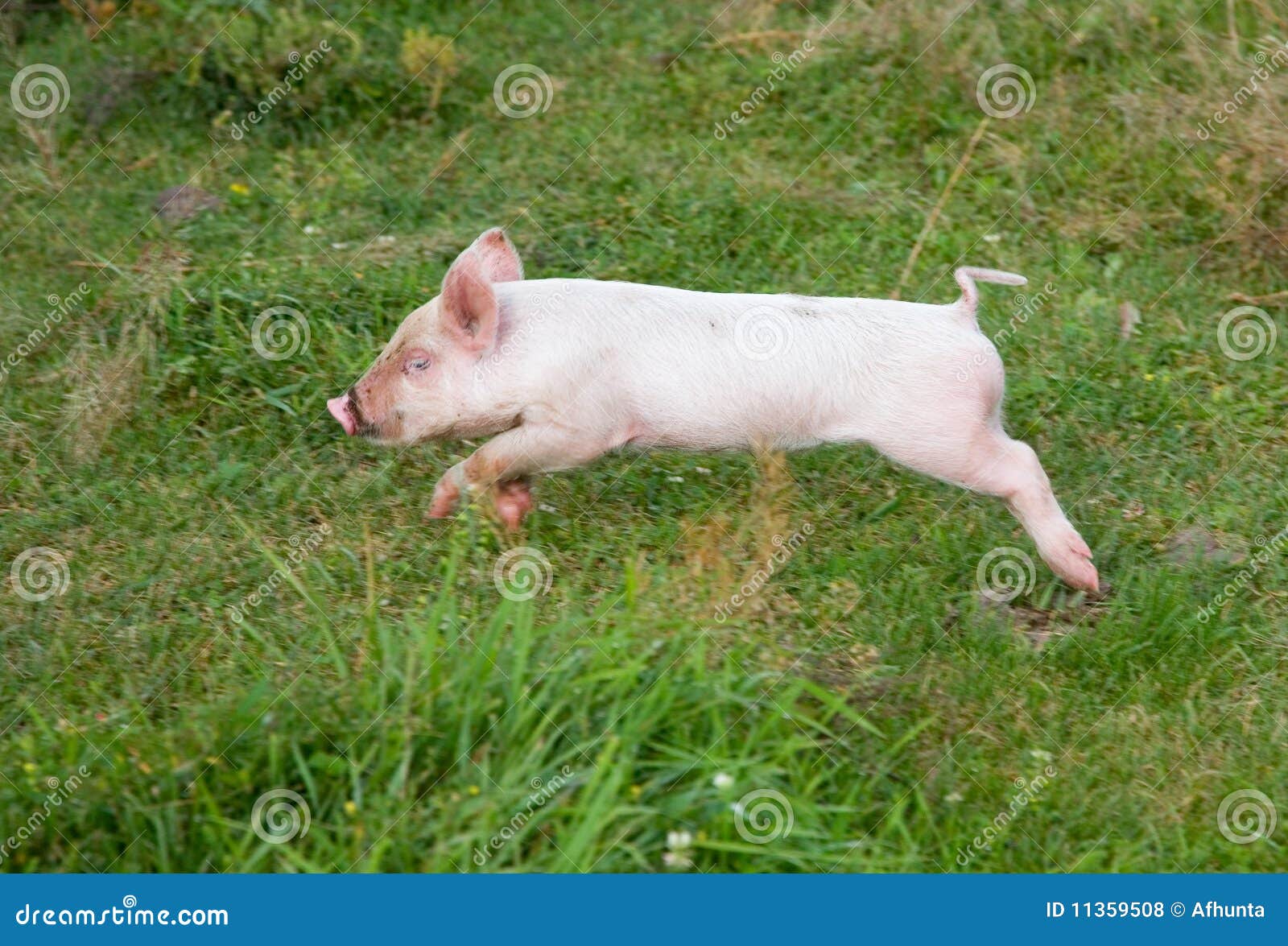 The small pig quickly runs stock photo. Image of race - 11359508