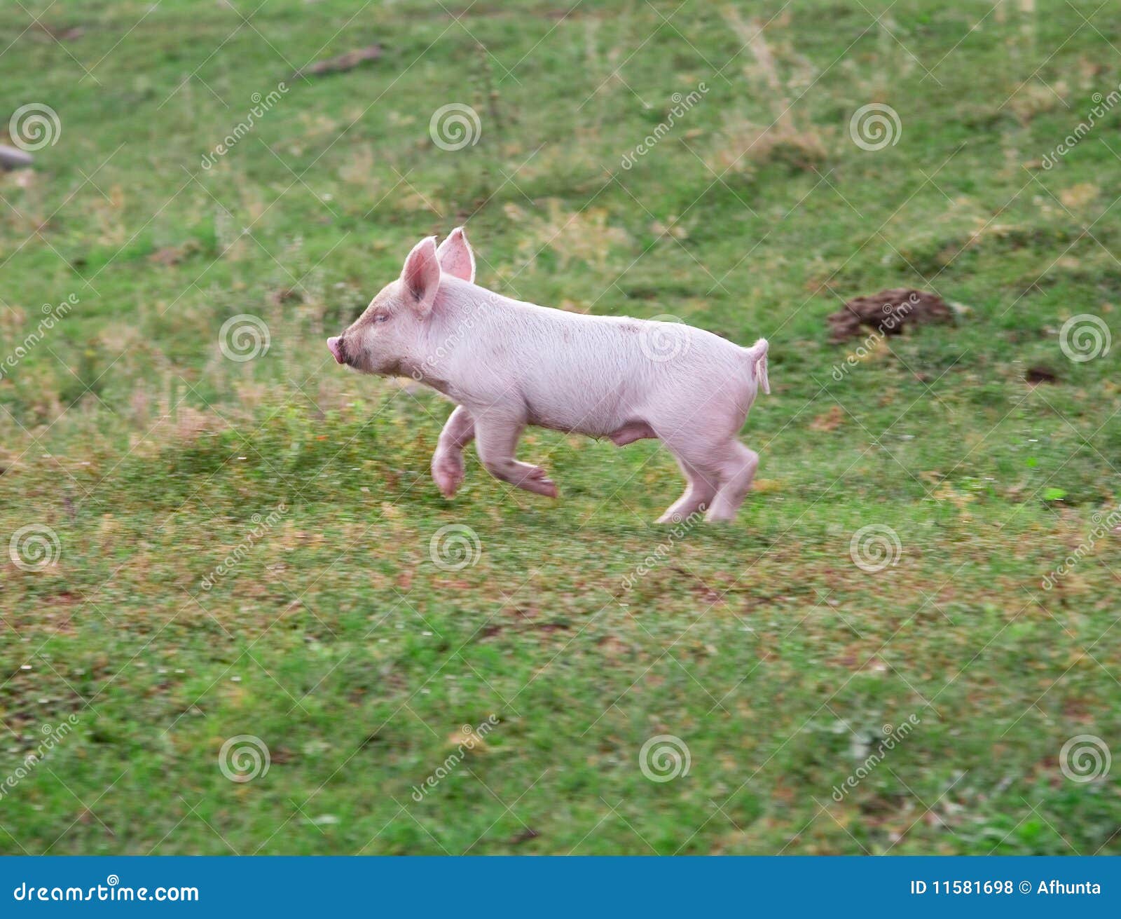 The small pig quickly runs stock photo. Image of snout - 11581698